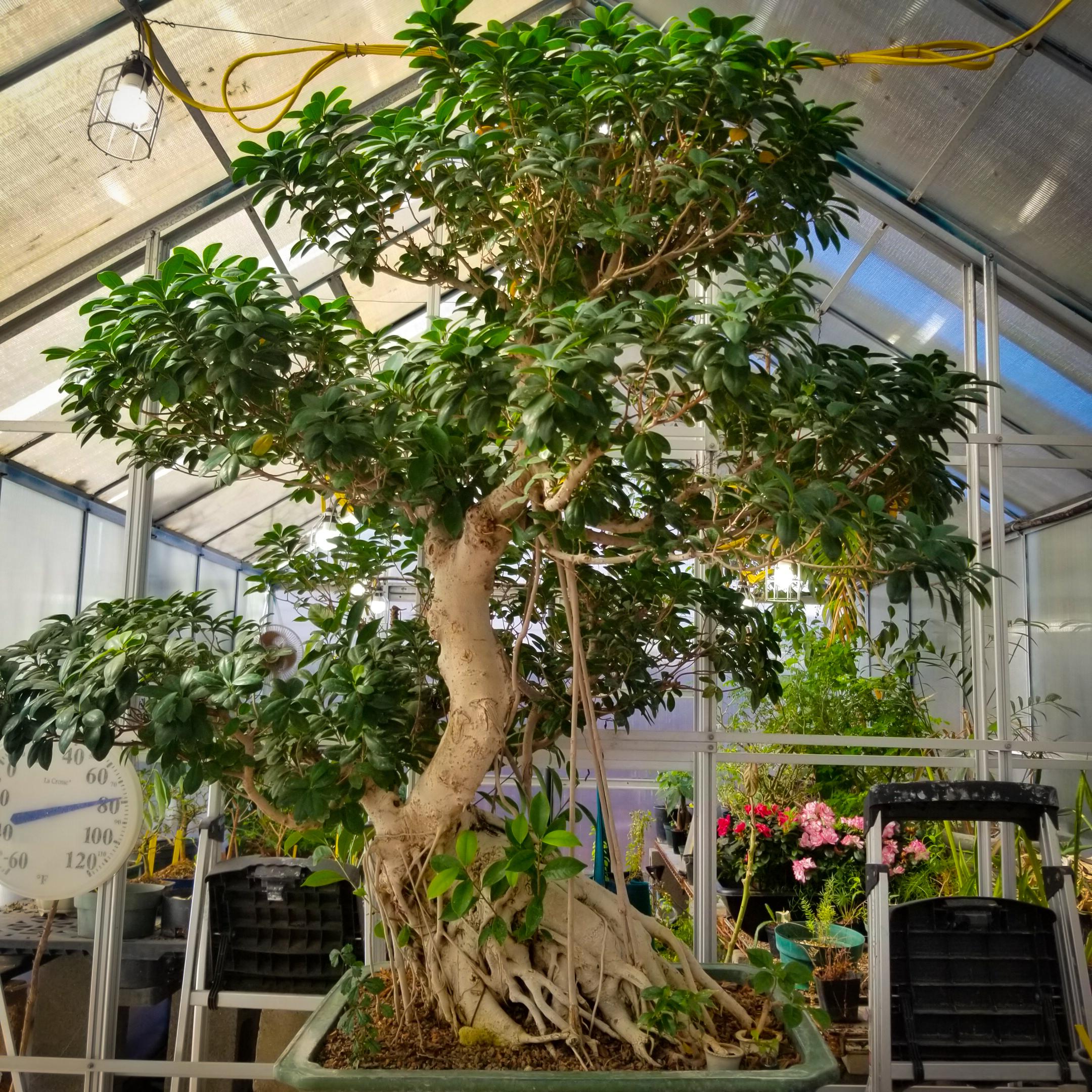 a large Ficus bonsai I saw at a bonsai store in Fort Worth, Texas. | Scrolller