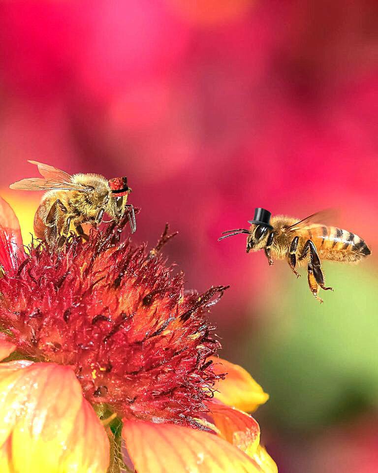 A Lovely Couple of Bees. | Scrolller