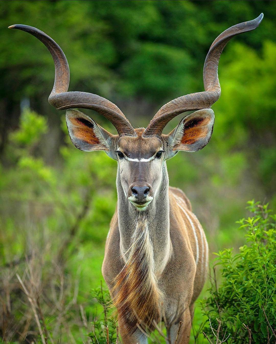 A majestic Wild Kudu bull | Scrolller