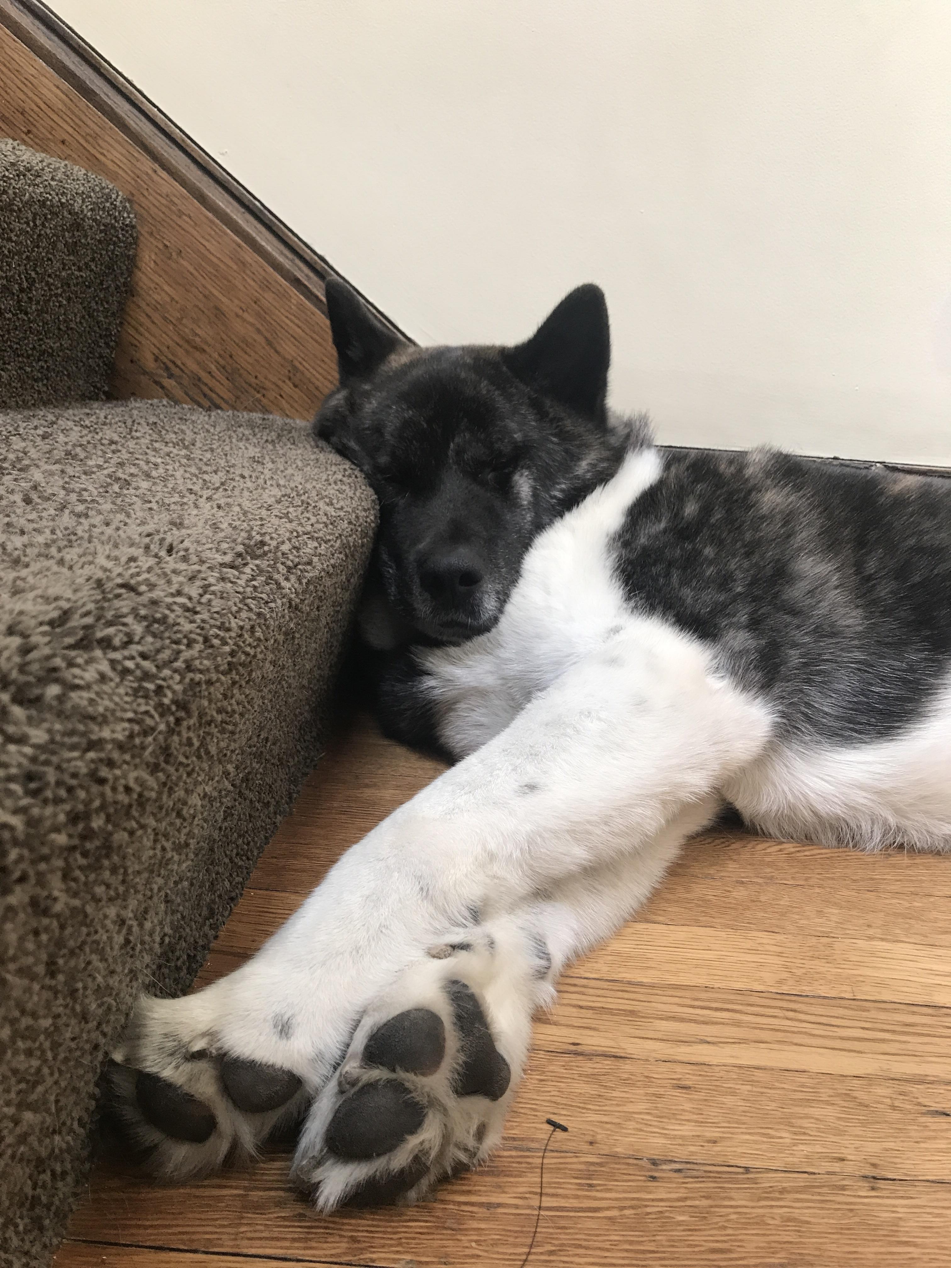 A mild Paisley squish | Scrolller