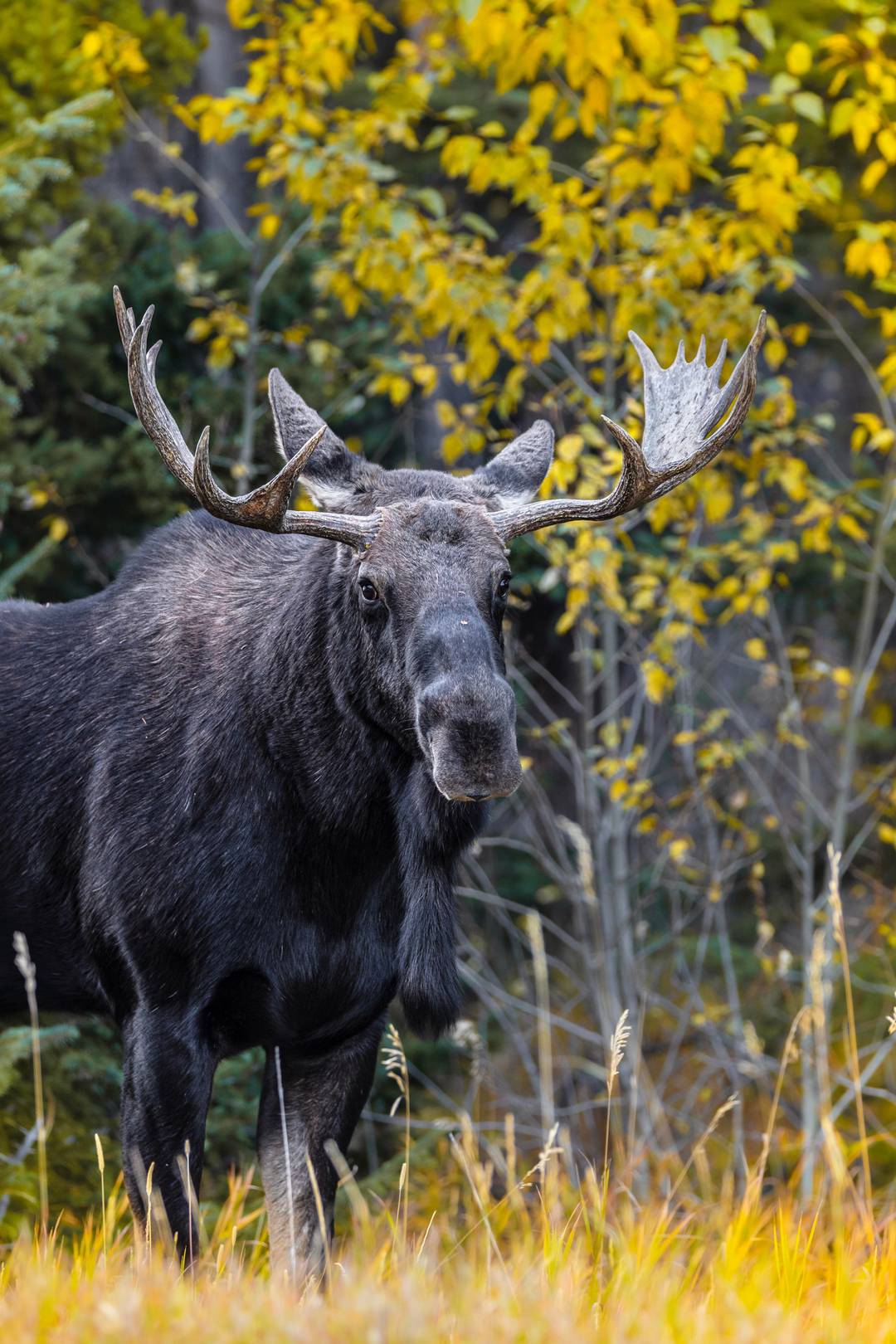 A moose on the loose in Red Lodge Montana [OC] | Scrolller