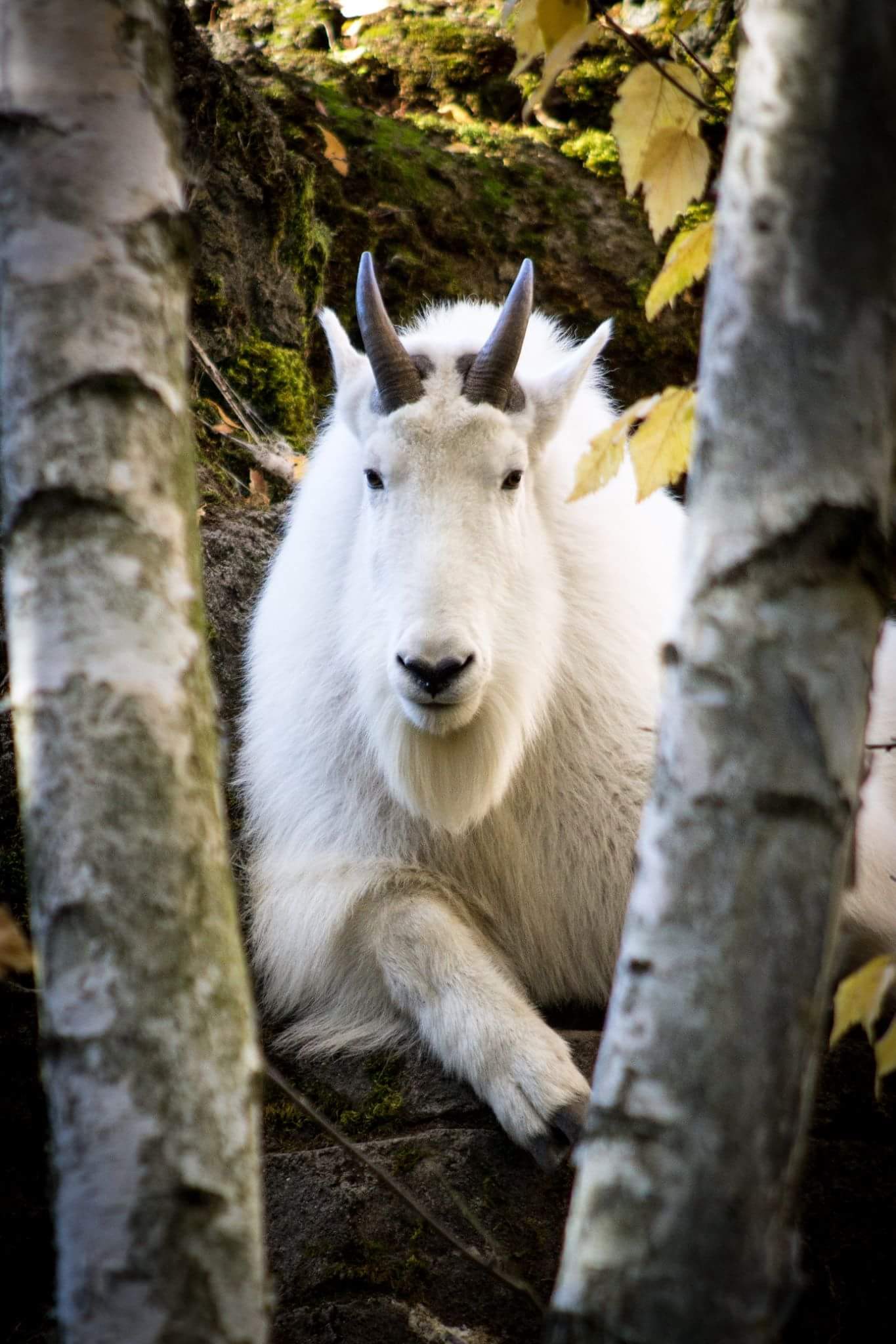 A mountain goat at Woodland Park Zoo | Scrolller