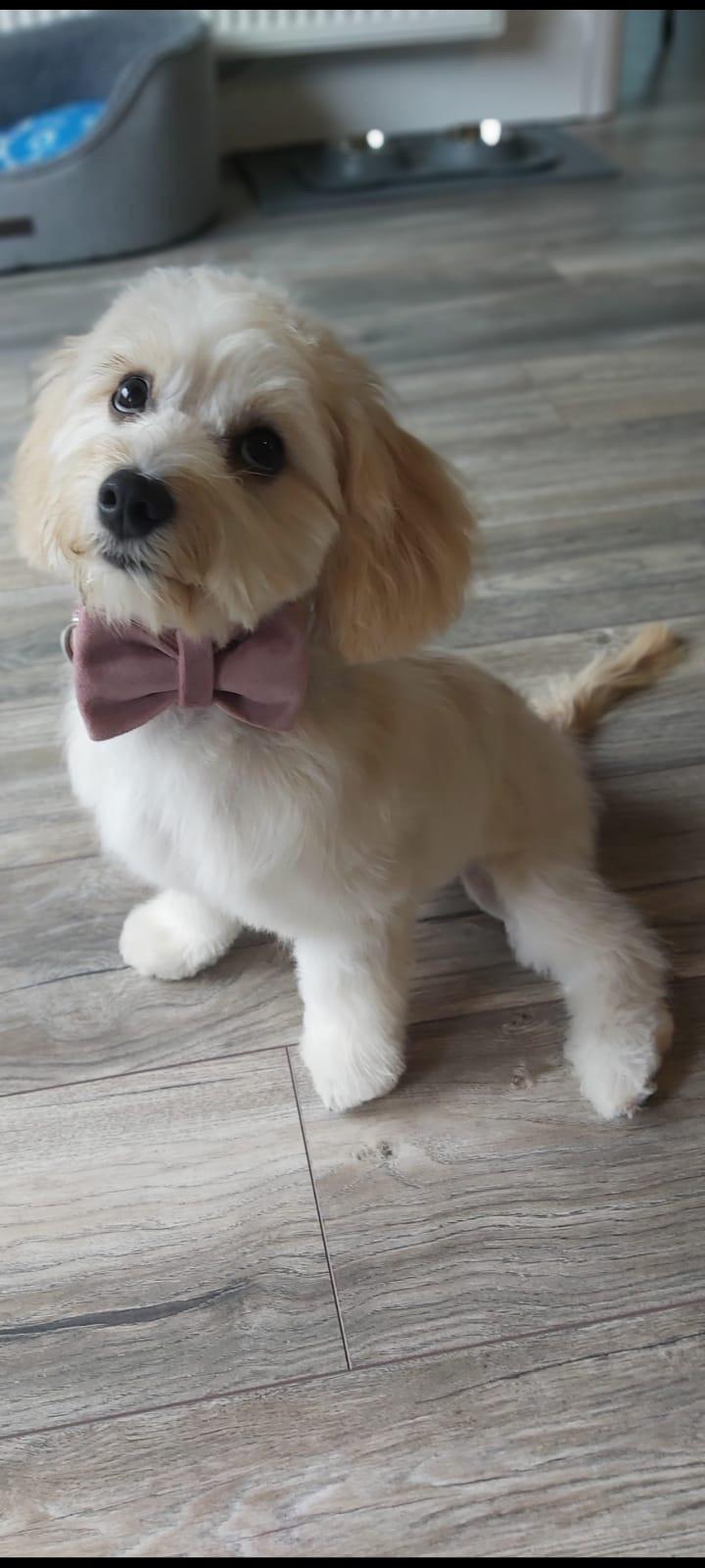 A much needed groom!! | Scrolller