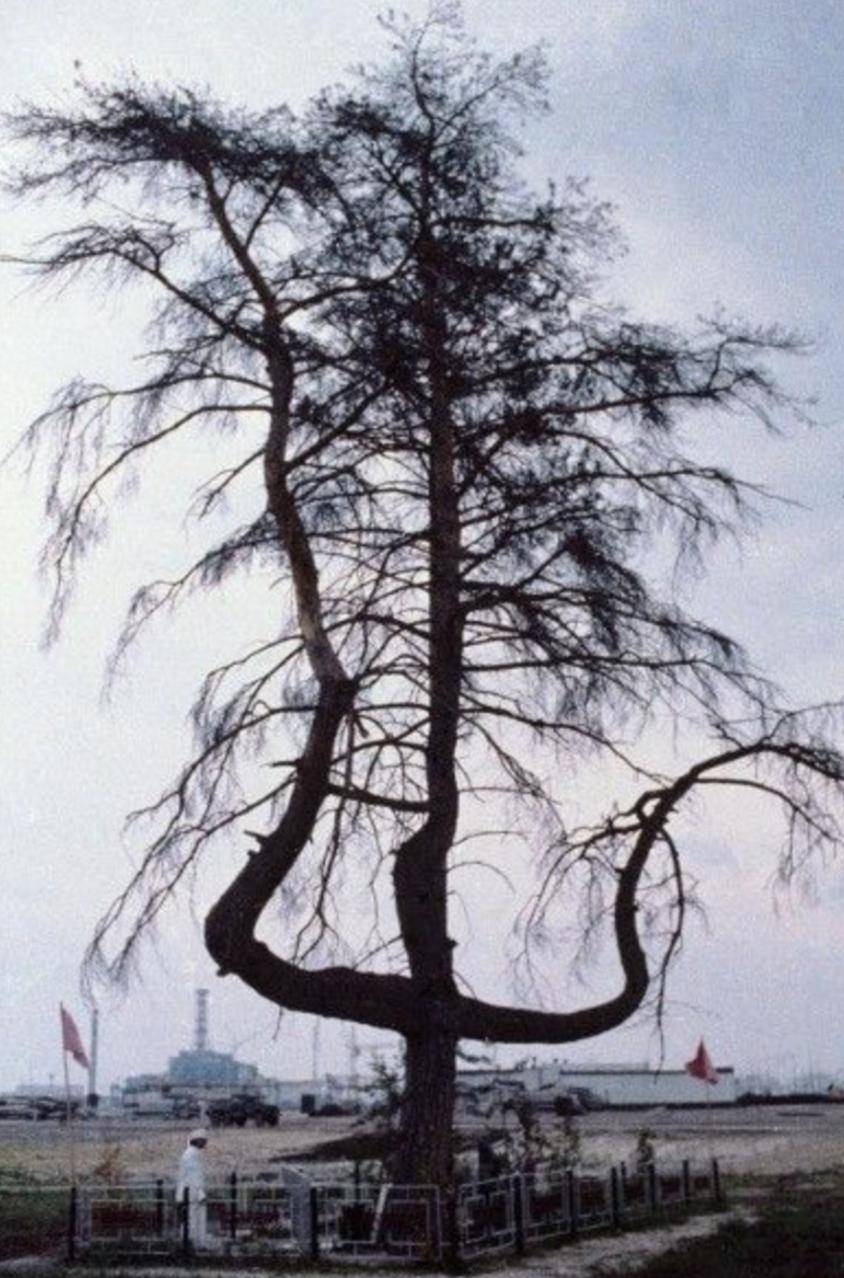 A mutated pine tree at the chernobyl areas | Scrolller