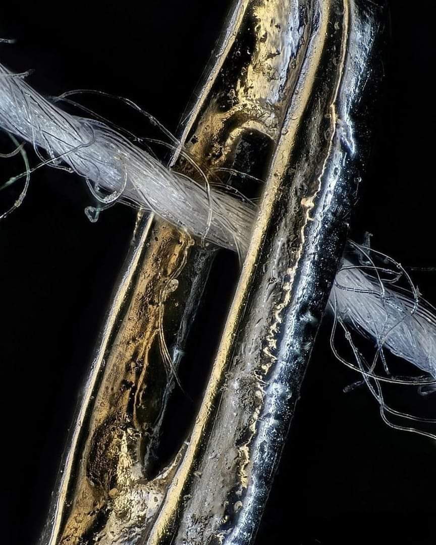 A needle and a thread | Scrolller