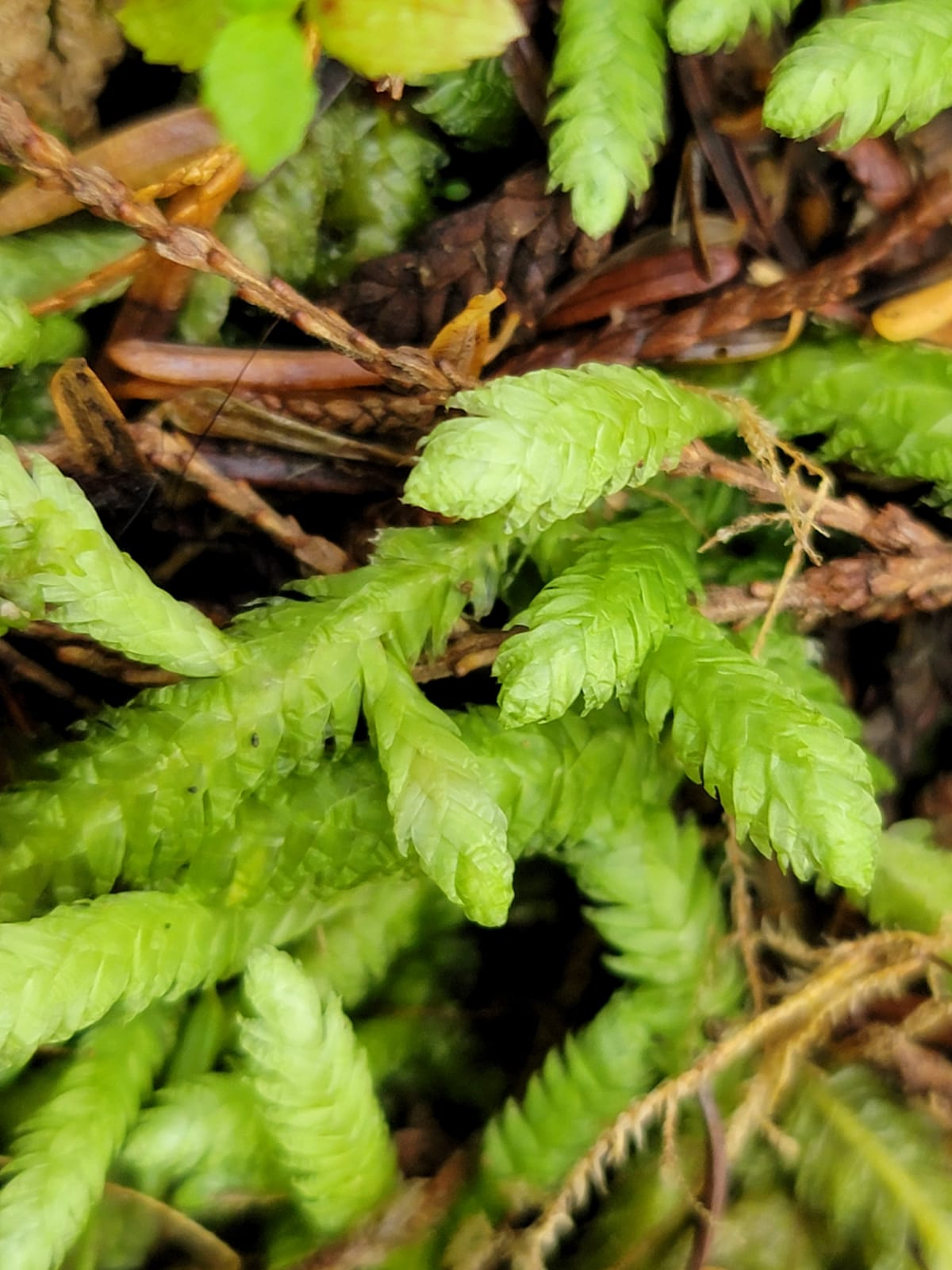 A noice macro photo of some moss :) | Scrolller
