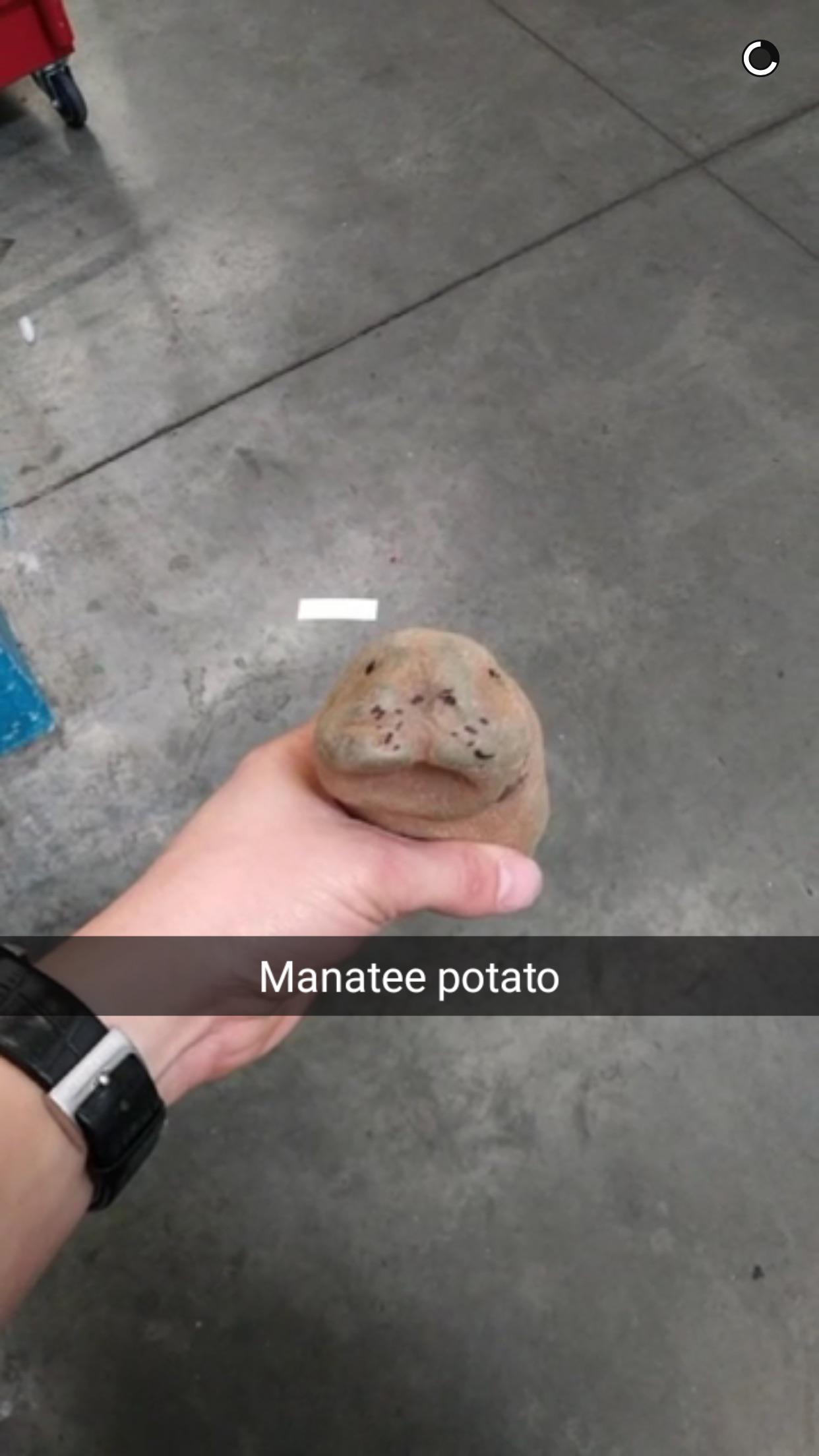 A potato manatee | Scrolller