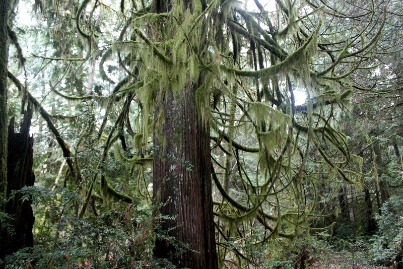 A properly mossy PNW Cedar | Scrolller