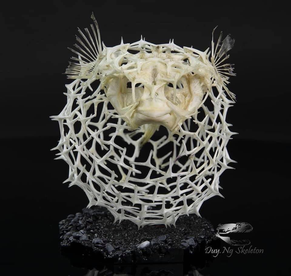 A puffer fish skeleton | Scrolller