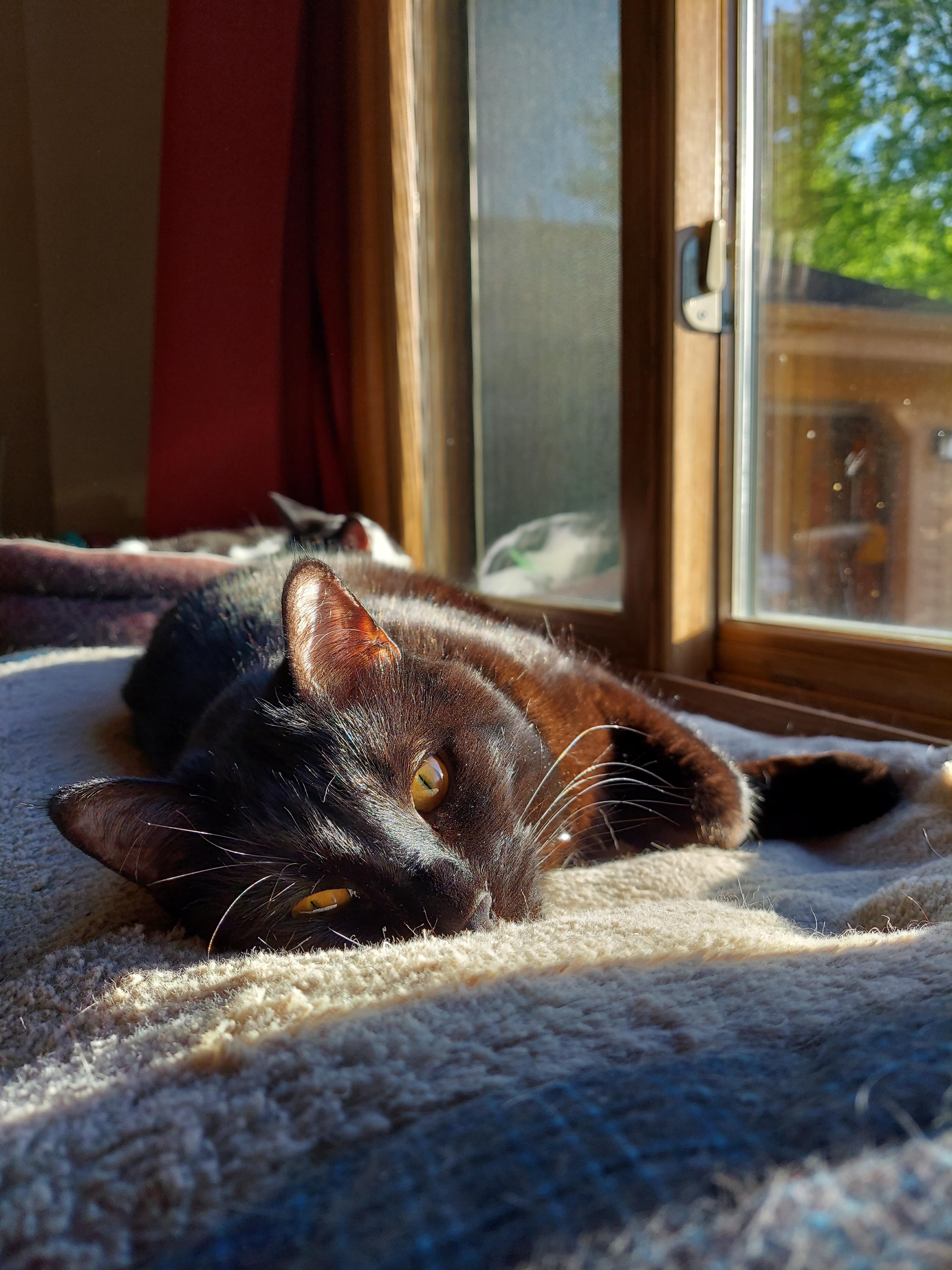 A quick pic while Batman naps in the sun. | Scrolller