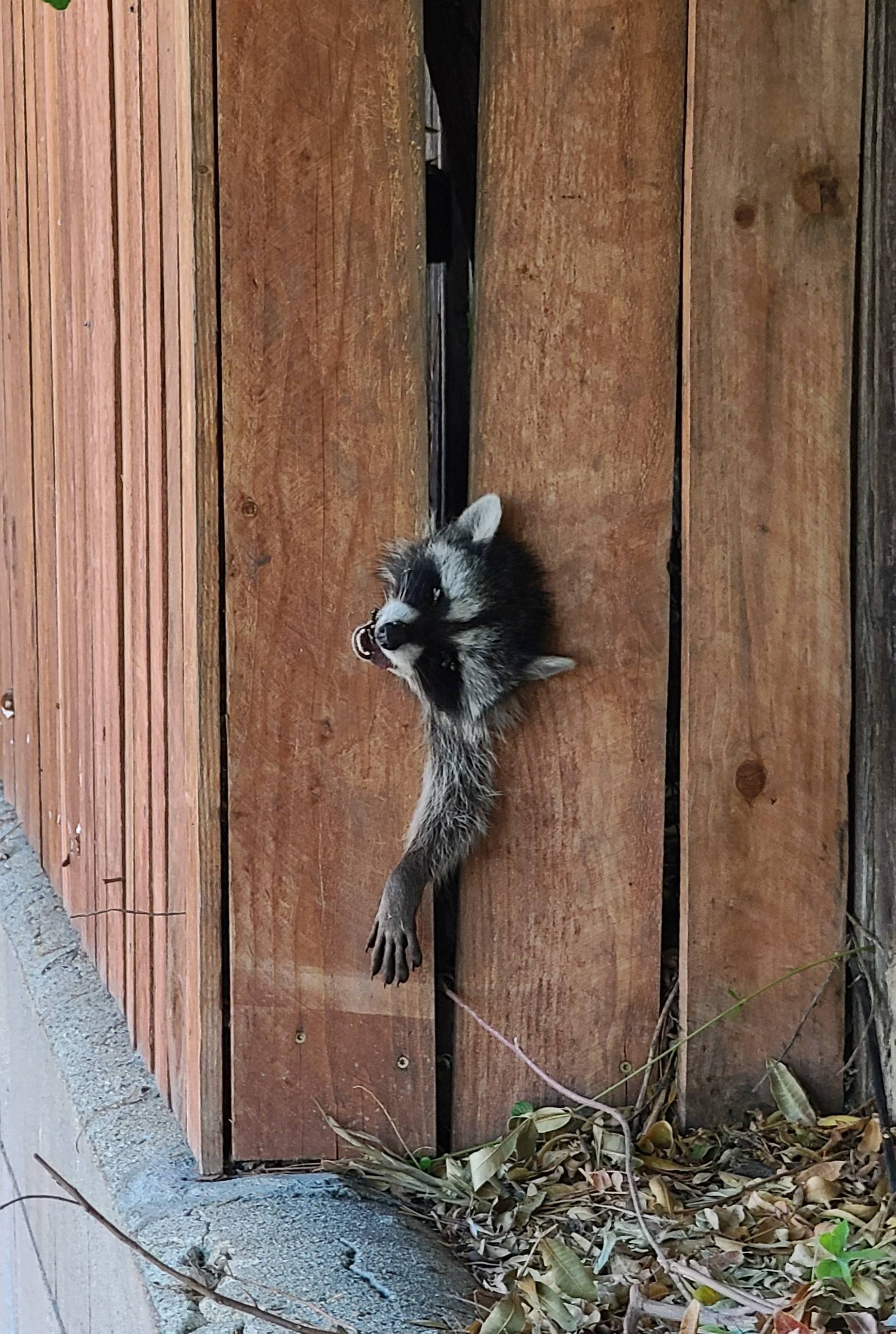 A racoon's last meal got him stuck | Scrolller
