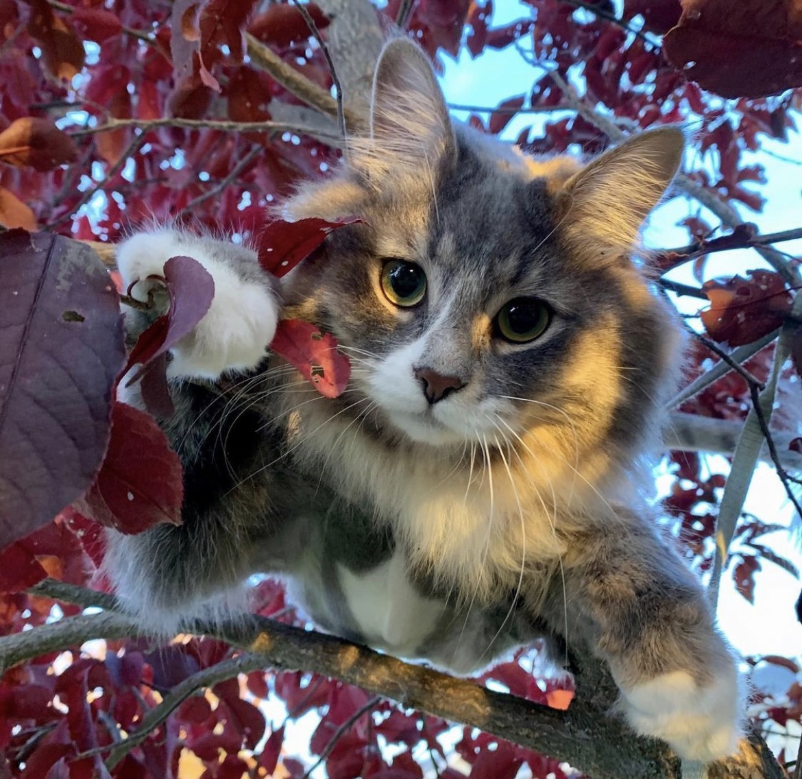 A ruckus in the trees | Scrolller