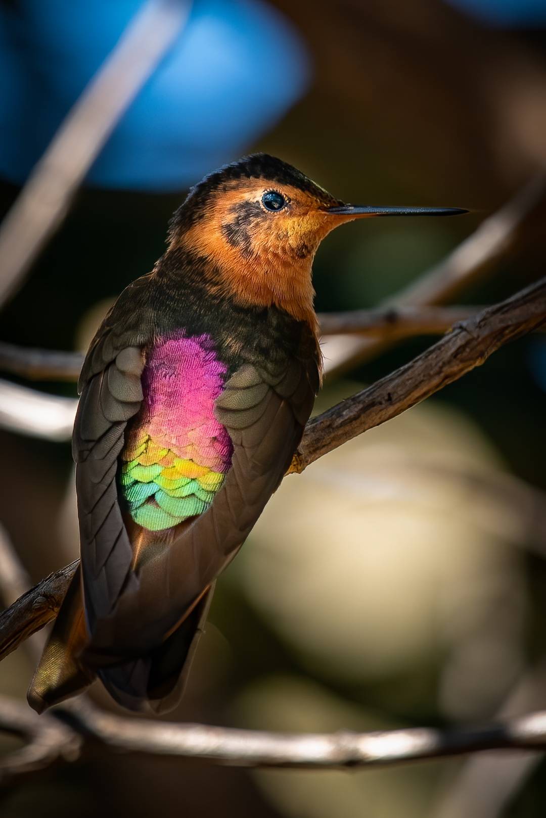 A shining sunbeam hummingbird [OC] | Scrolller