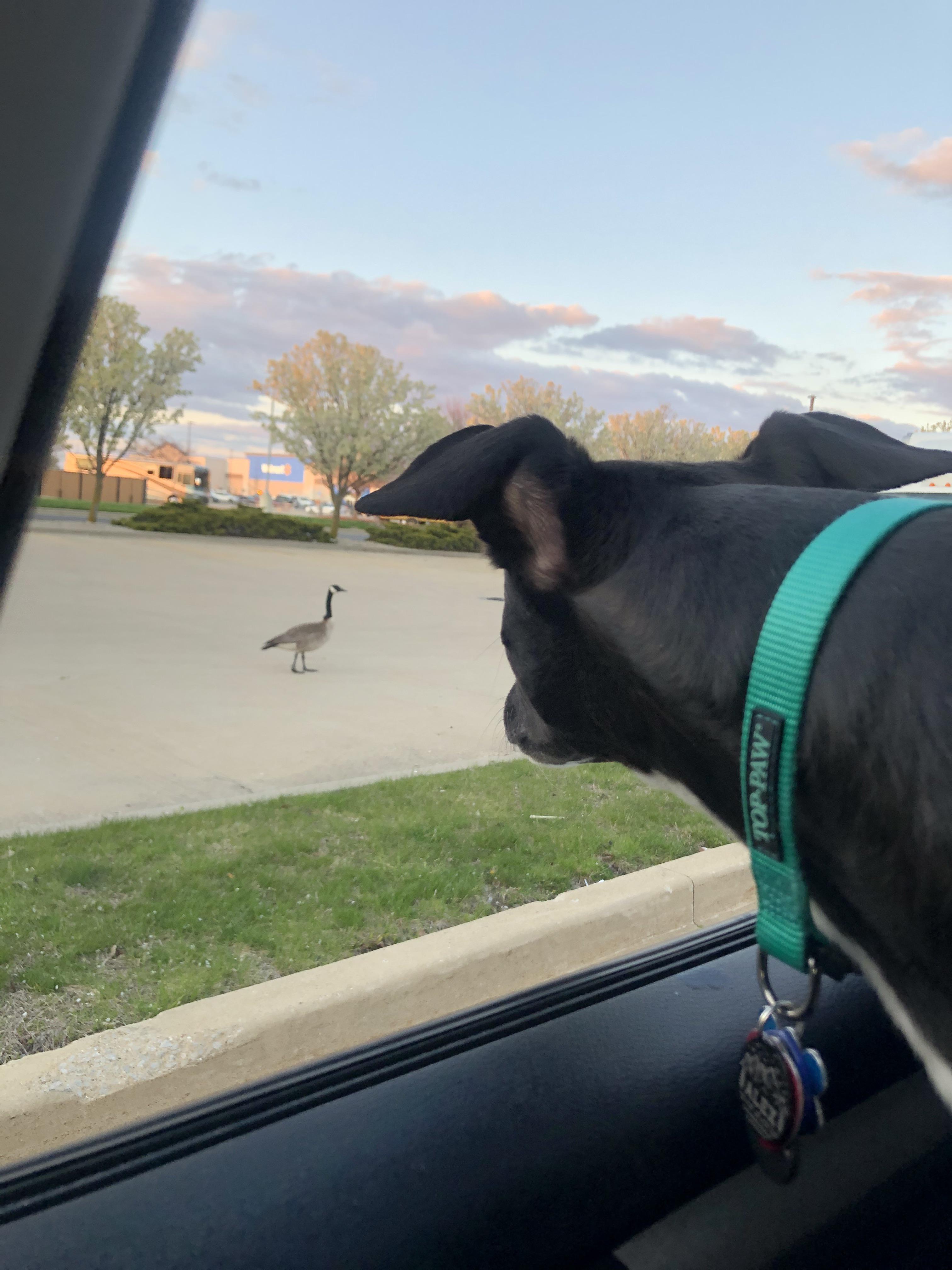 A silly goose | Scrolller