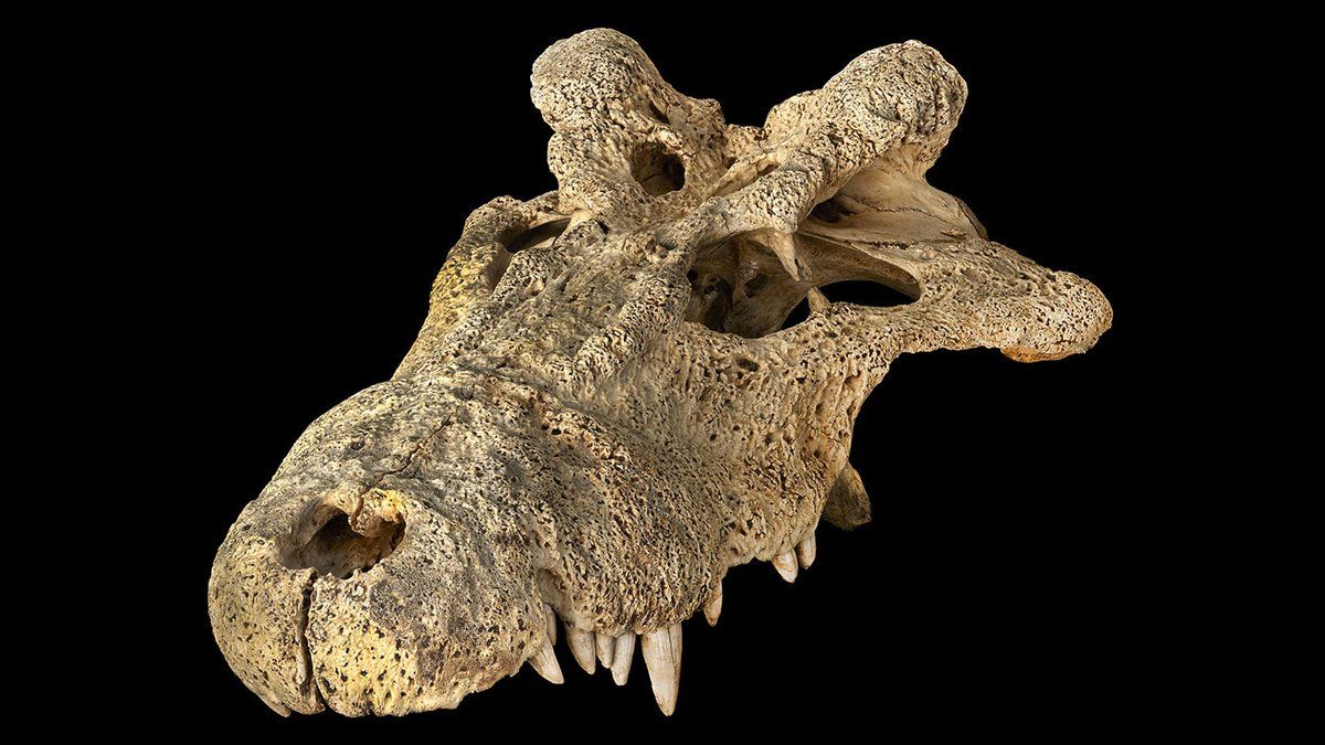 A skull of the now-extinct horned crocodile. | Scrolller