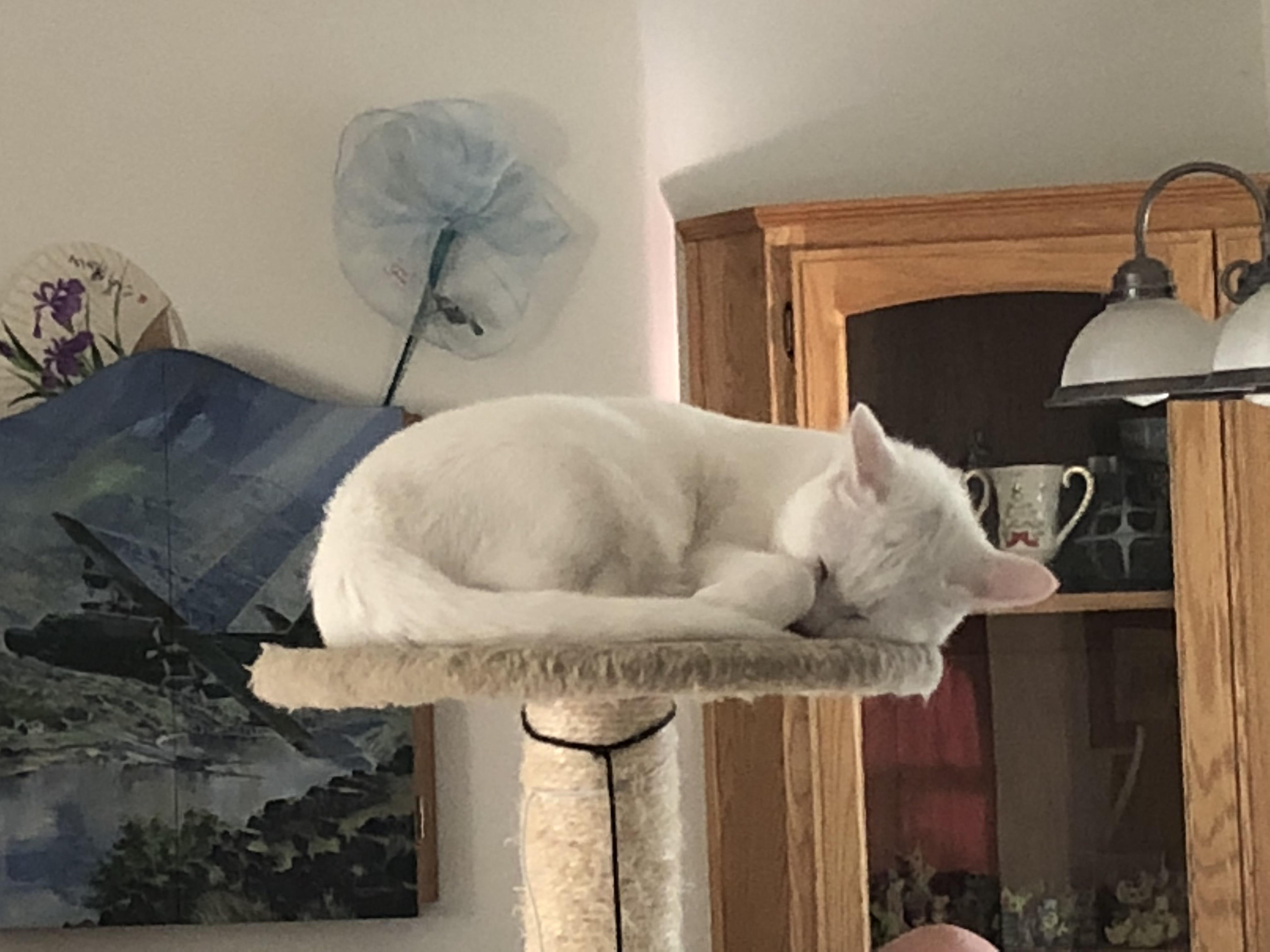 A sleeping cloud of marshmallow | Scrolller