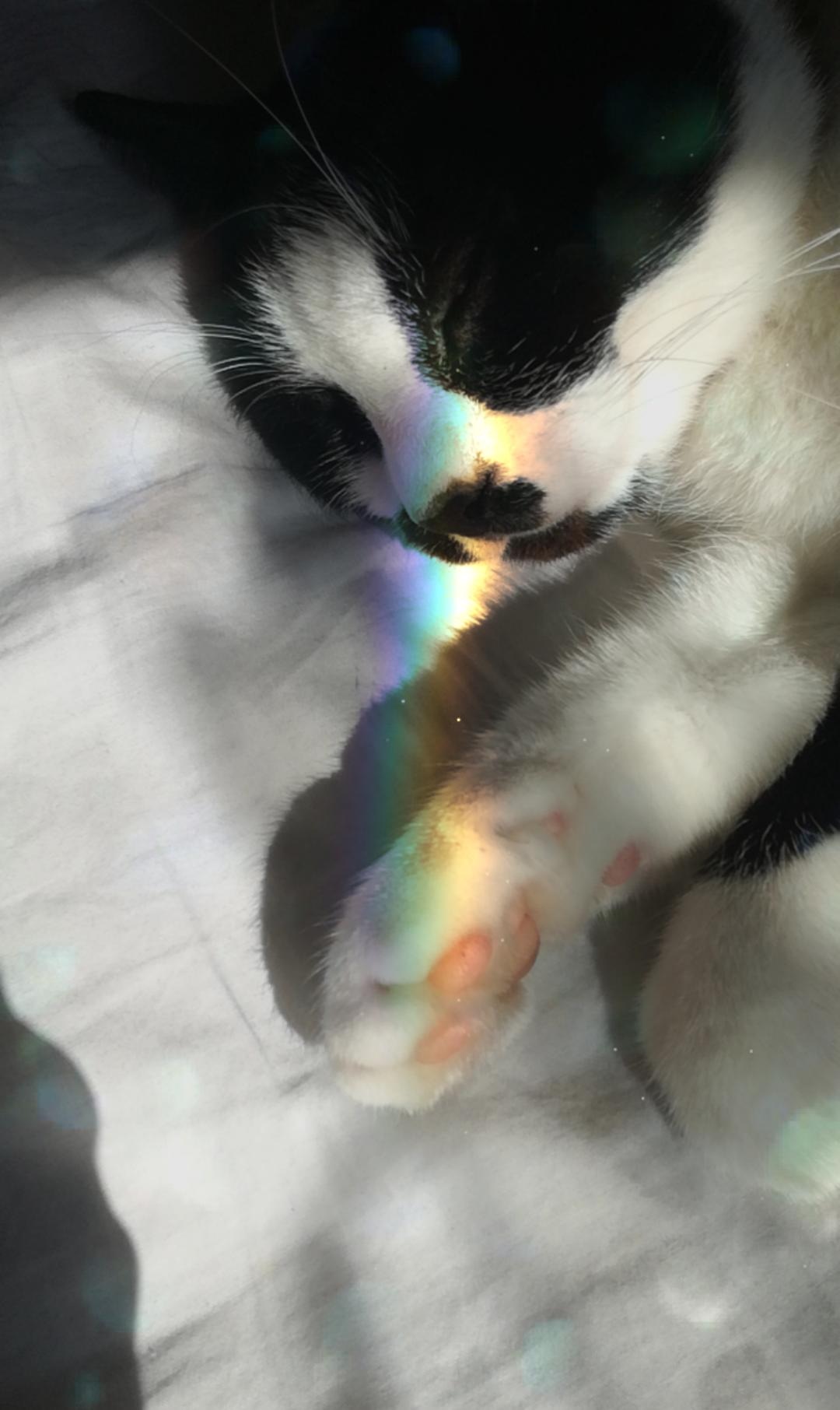 A sleepy Kitler | Scrolller