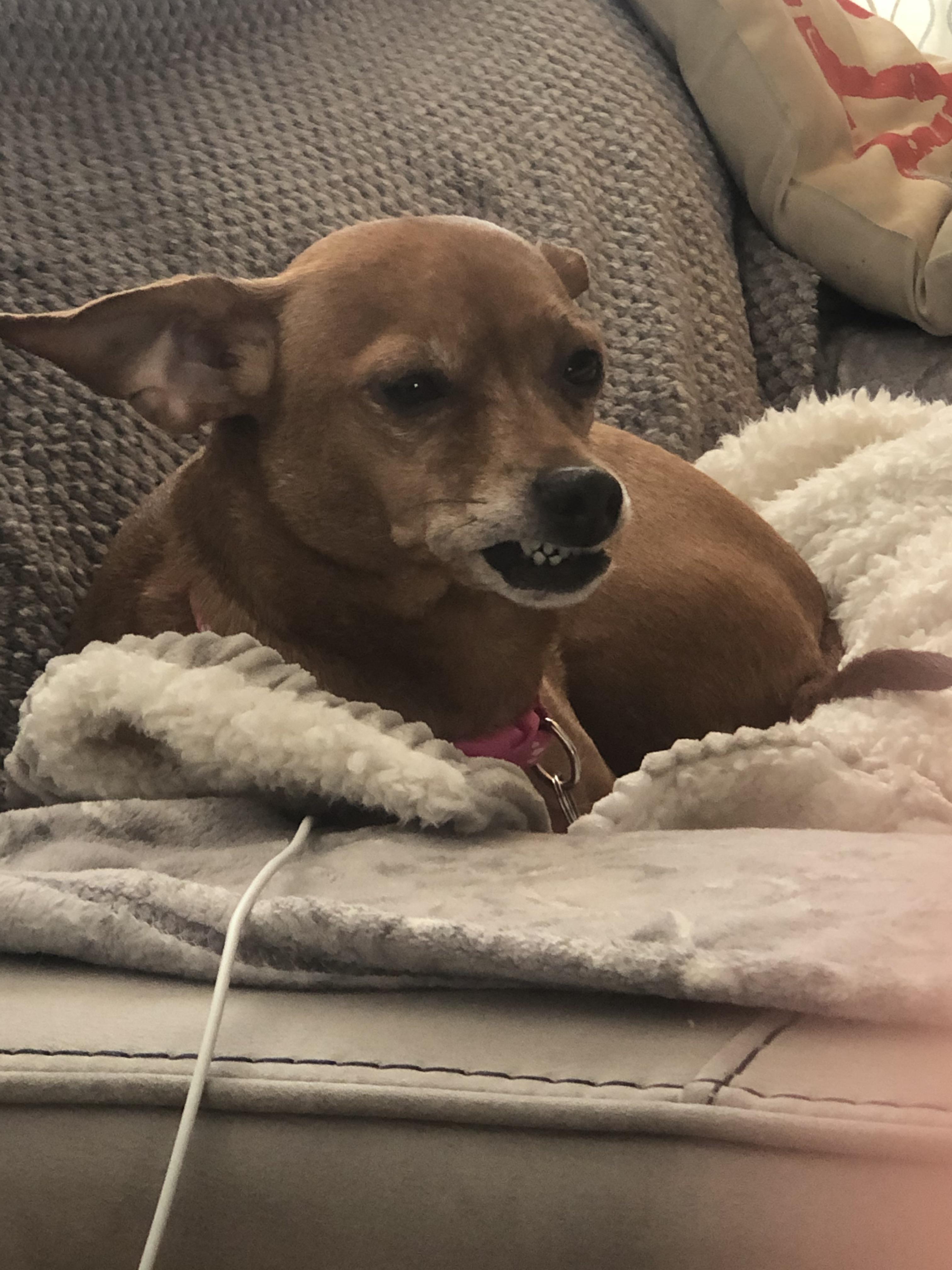 A slightly irritated dog | Scrolller