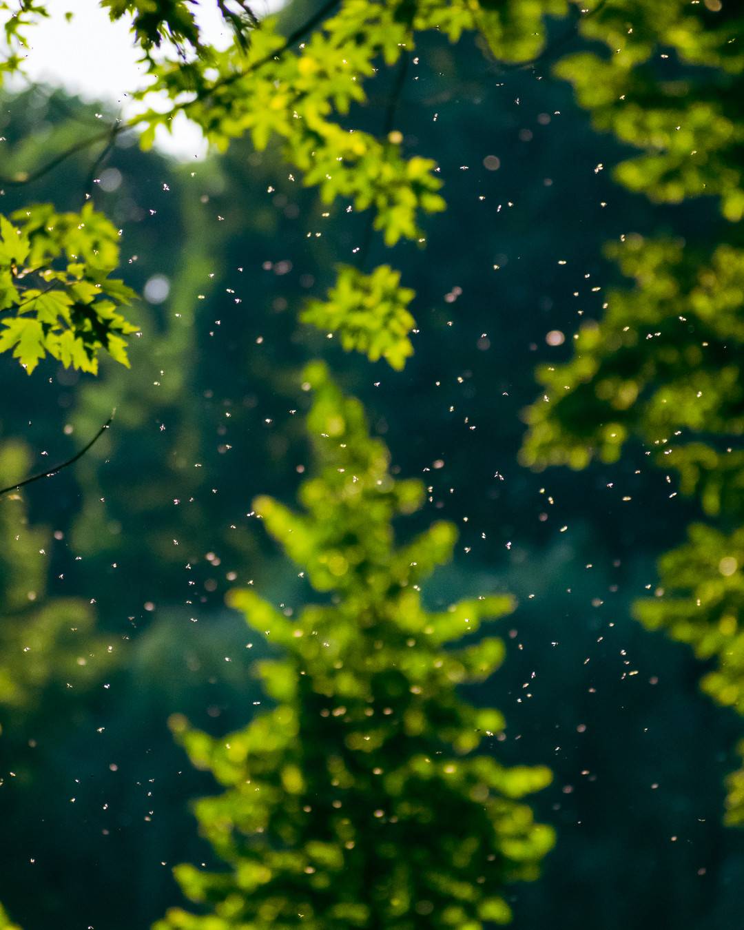 A sunlit swarm of flies | Scrolller