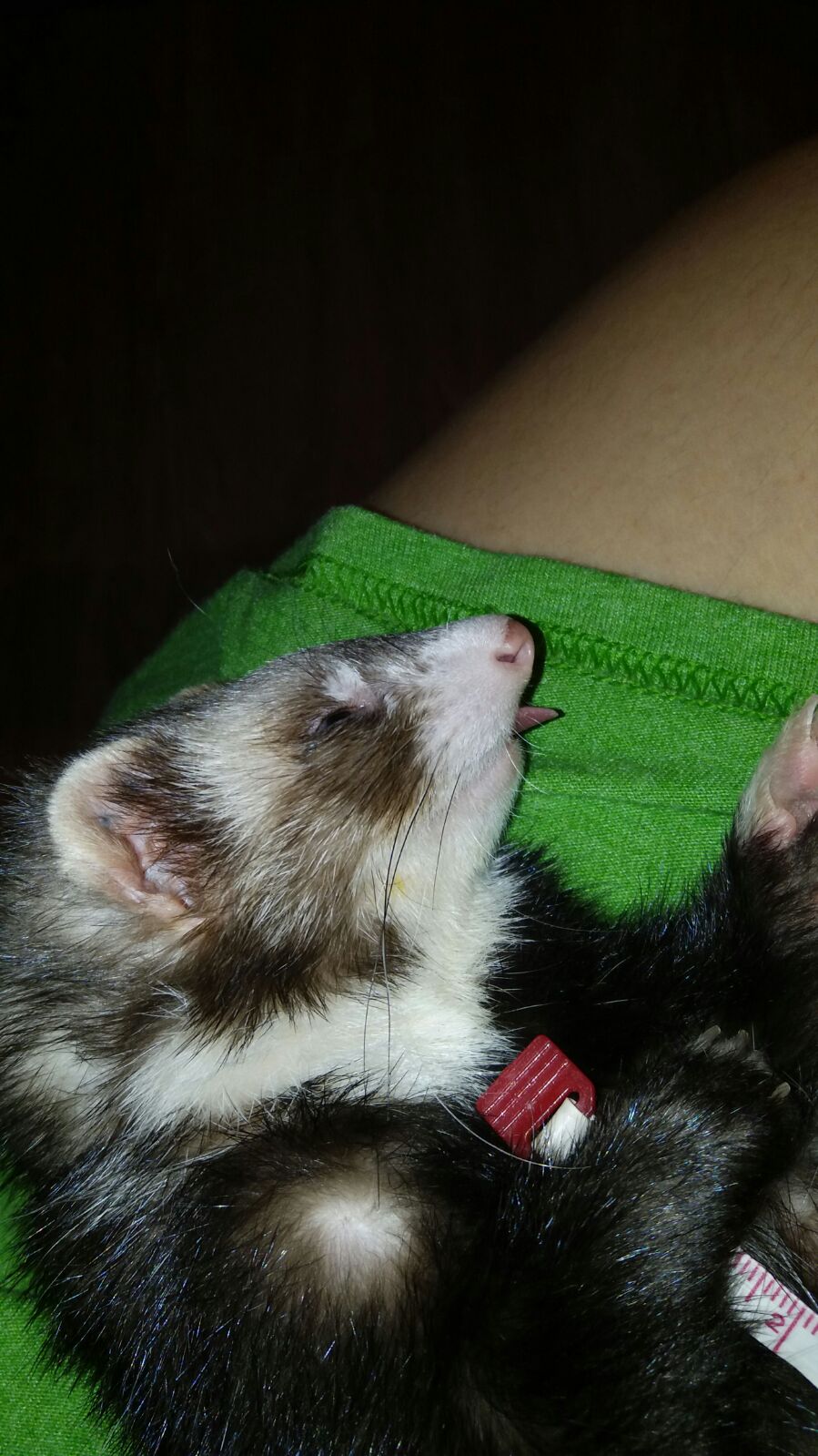 A super sleepy blup | Scrolller