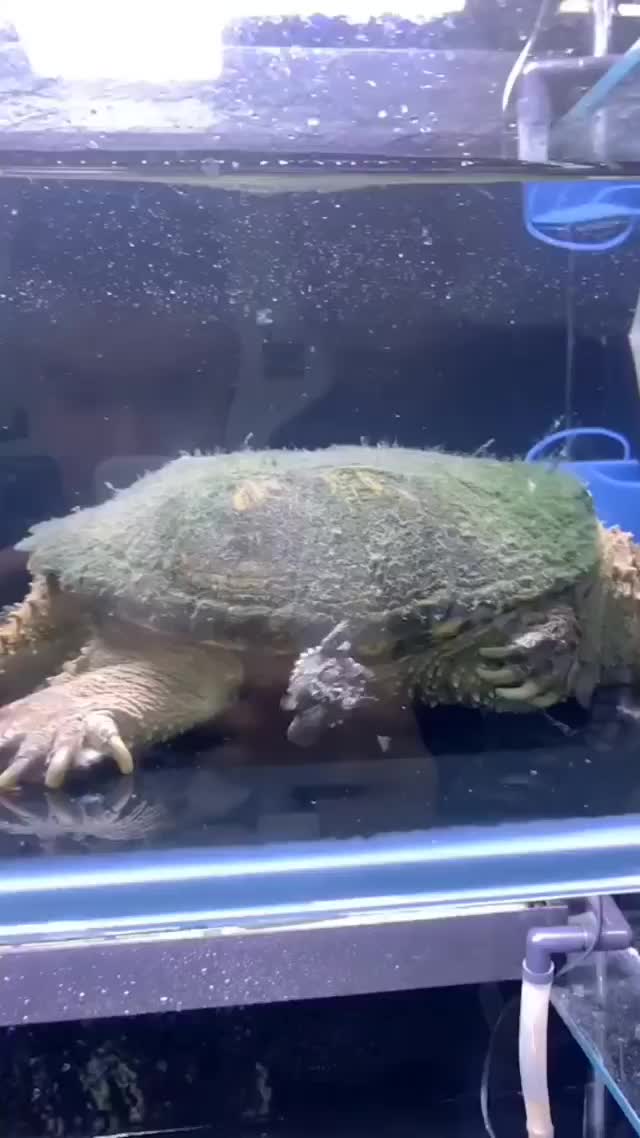 A tail of two turtles | Scrolller