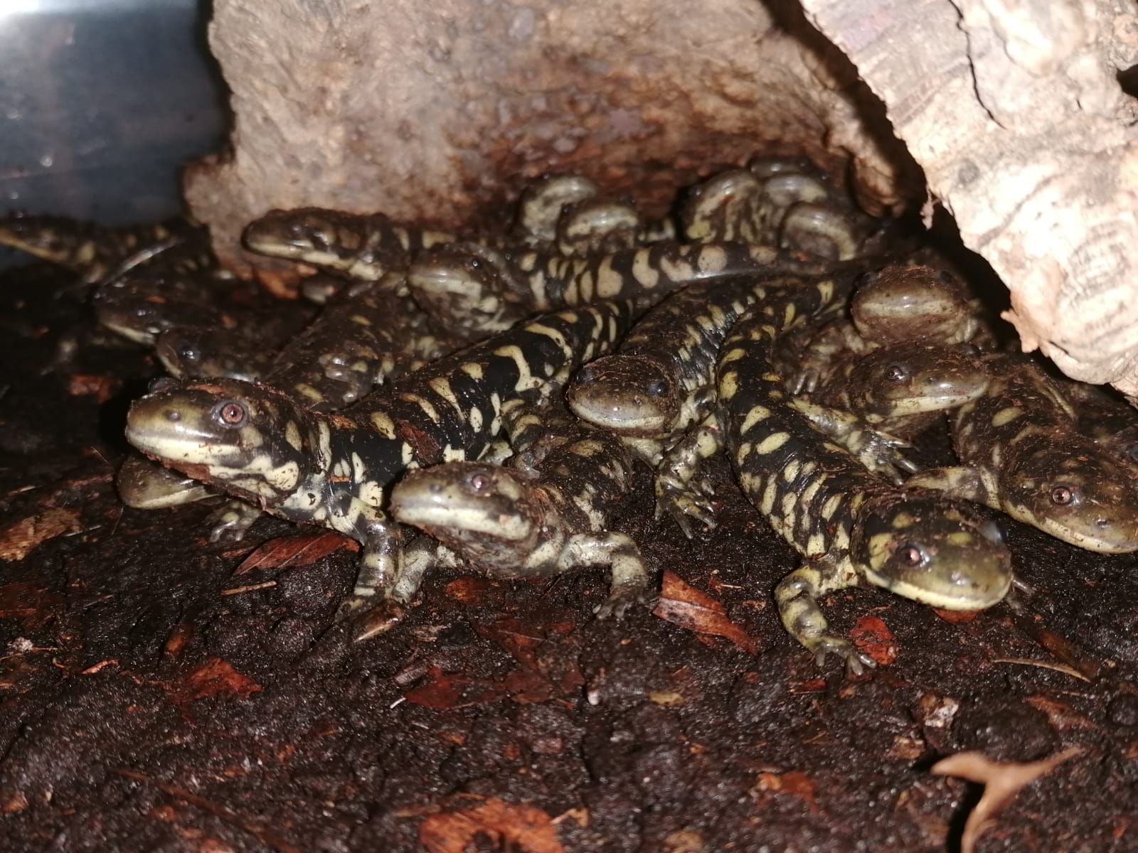 A tiny part of our tiger salamander gang | Scrolller