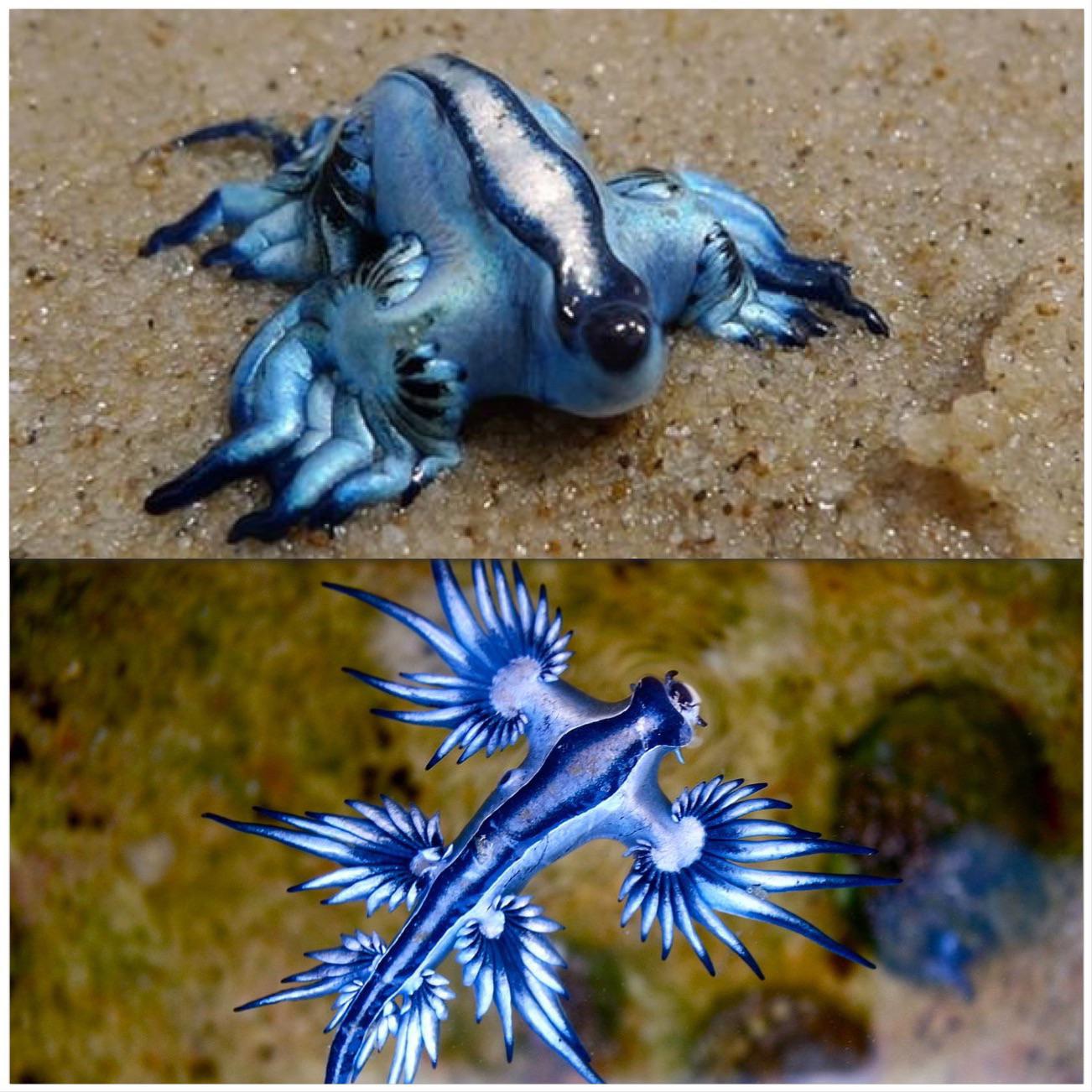 A type of sea slug called the Blue Dragon | Scrolller