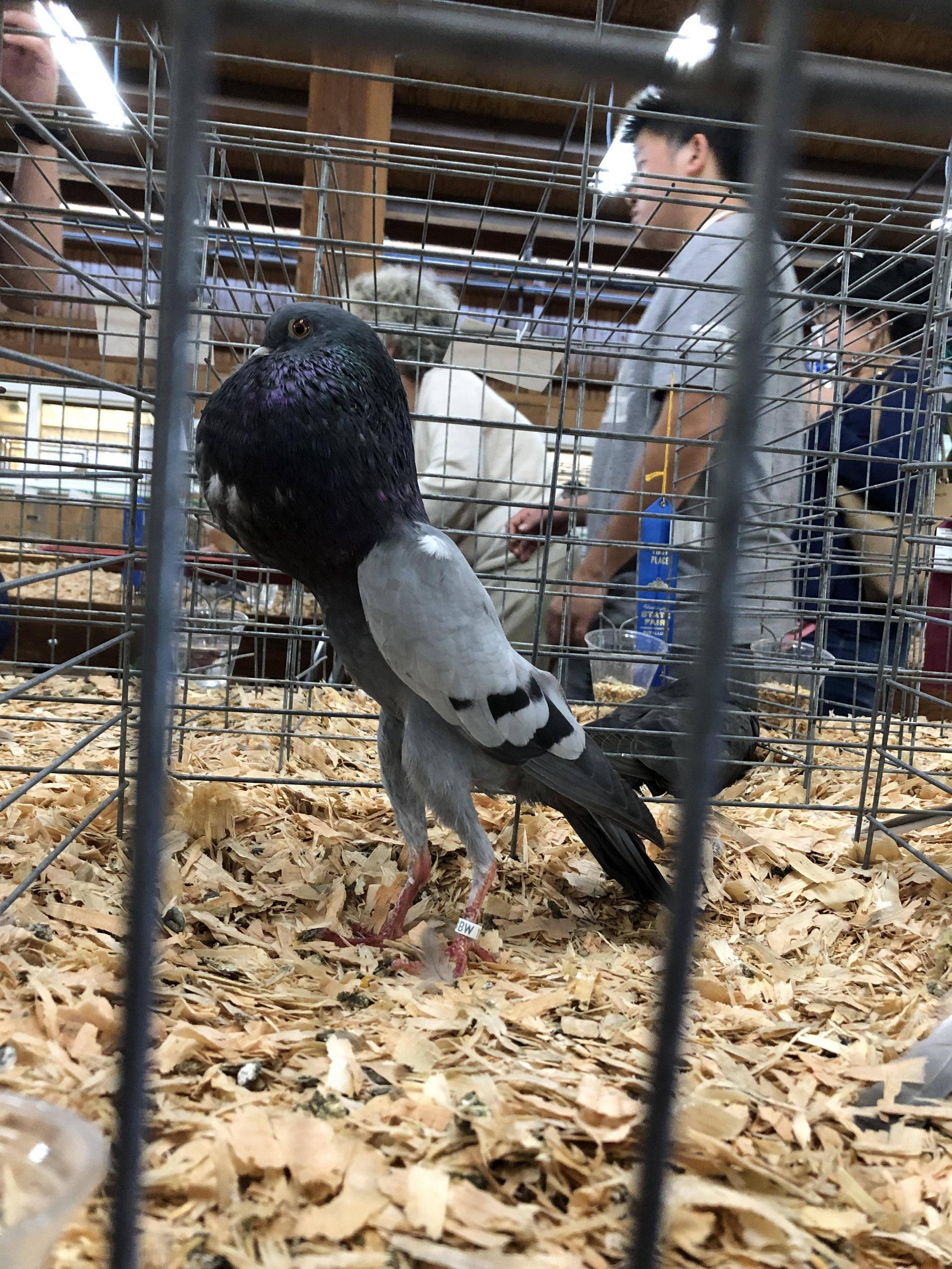 A unit of a pigeon | Scrolller