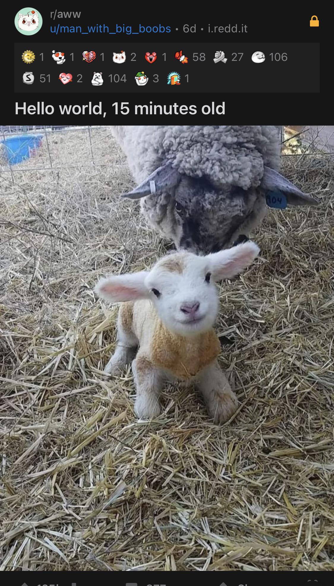 A very cute lamb | Scrolller