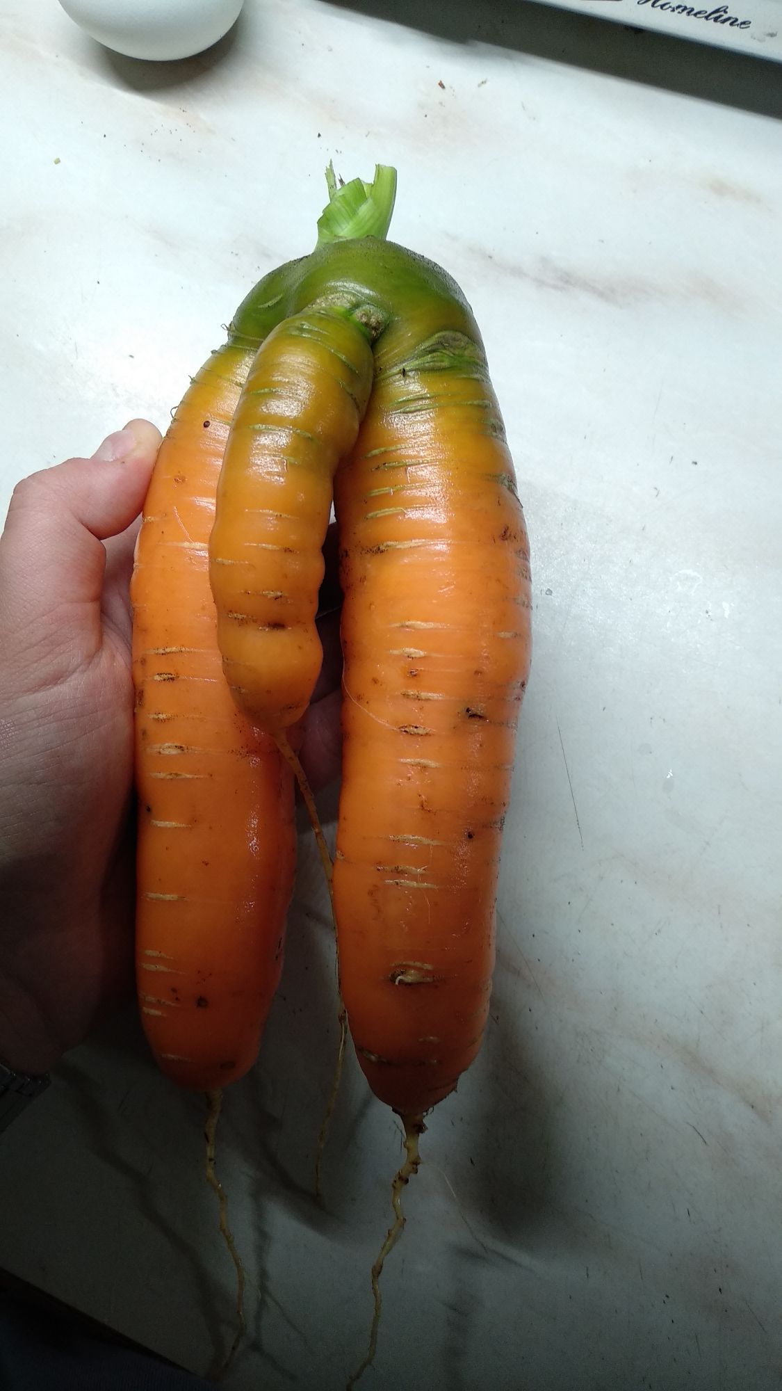 A Very Girthy Carrot My Friend Dug Up From Her Garden Scrolller