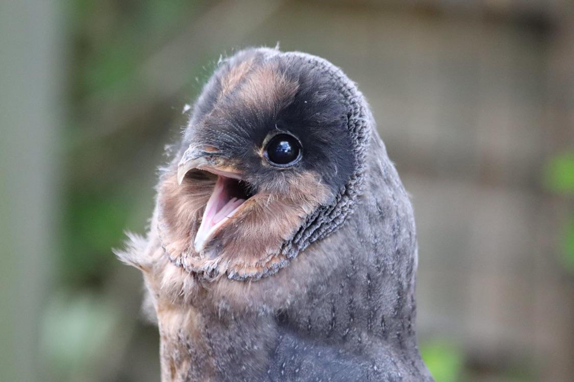 A very happy (yawning!) melanistic barn owl | Scrolller
