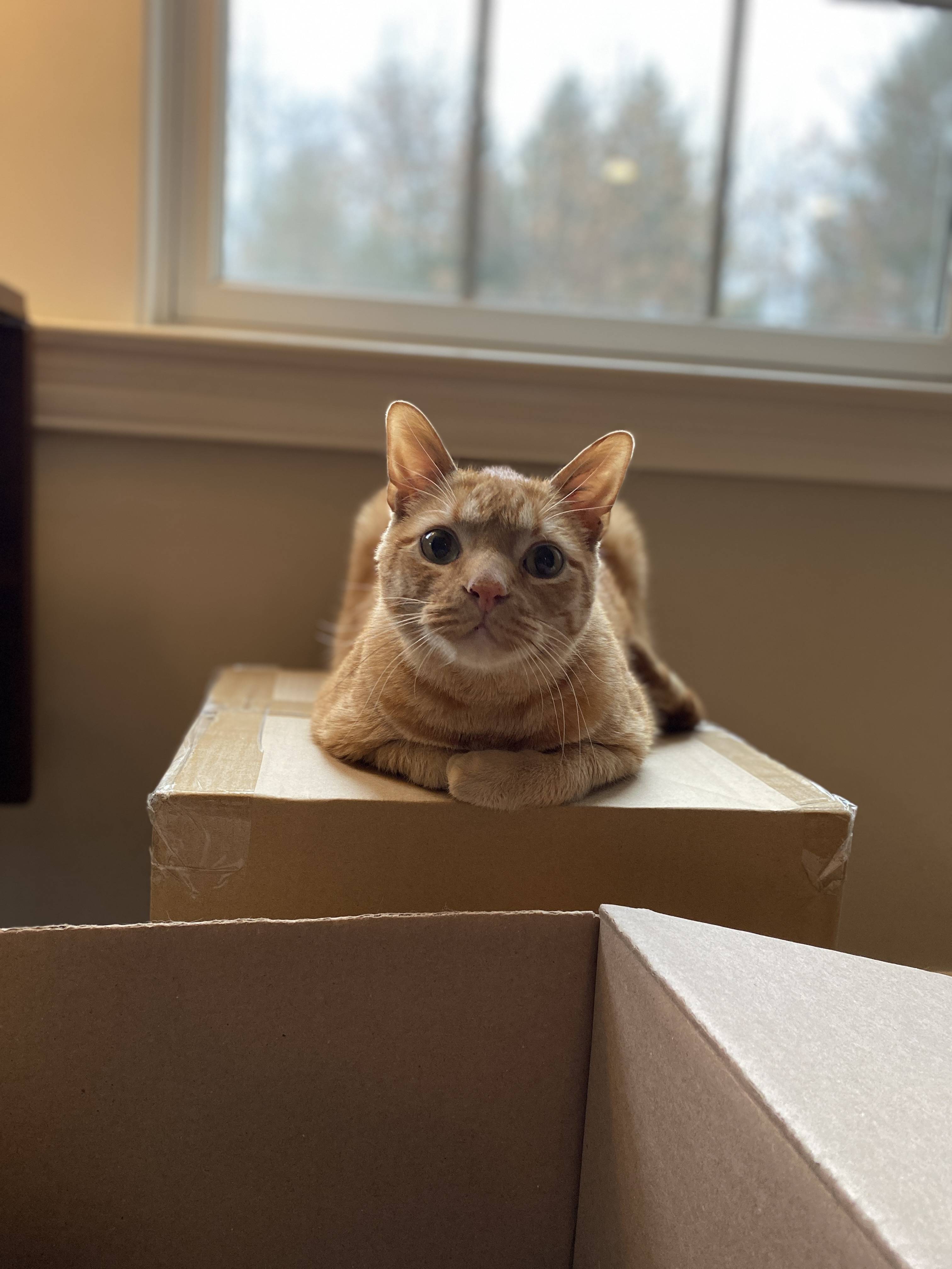 A Very Polite Boy | Scrolller