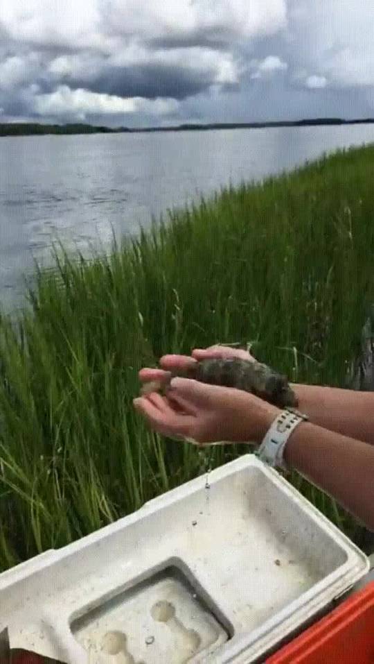 A very thirsty puffer fish | Scrolller