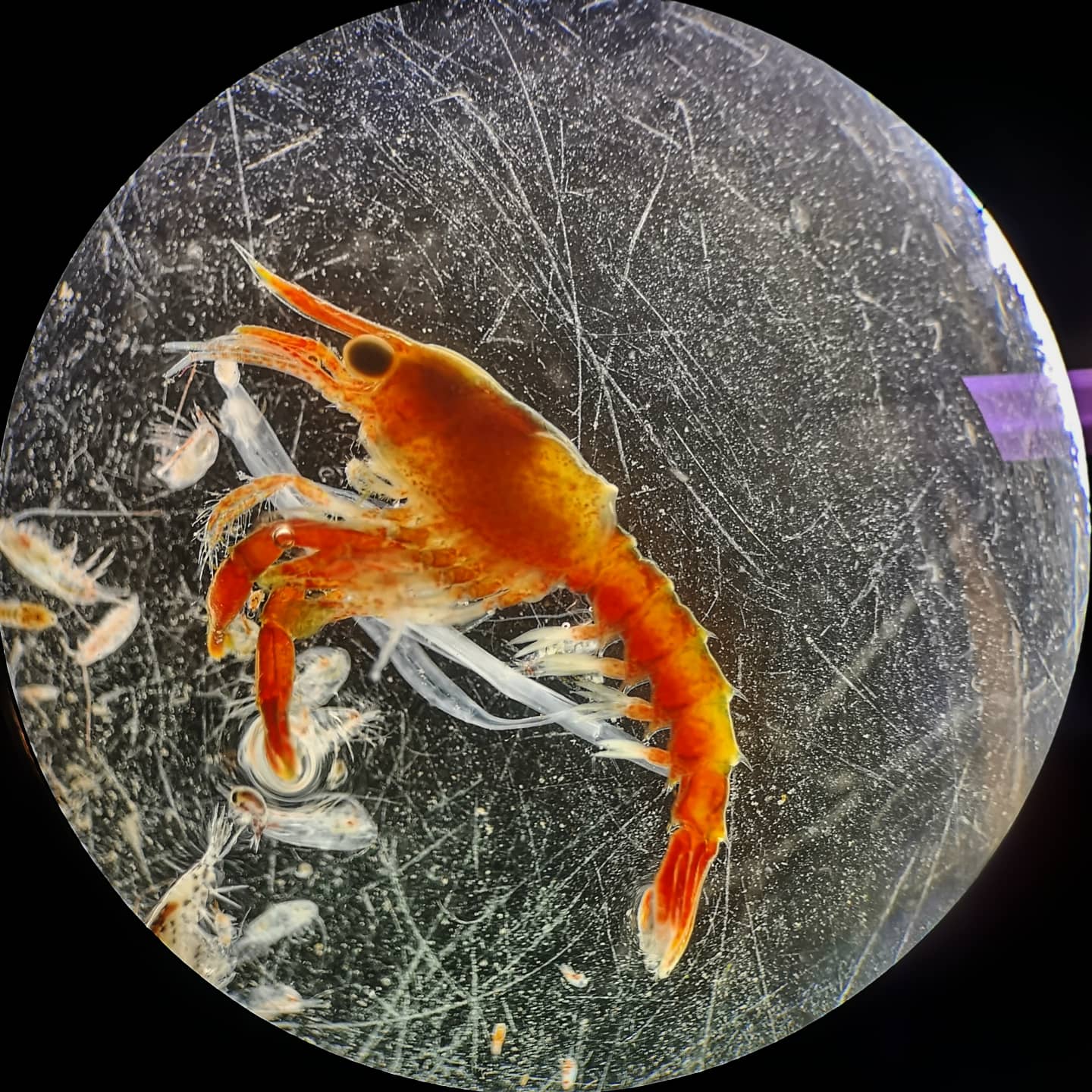 A wee lobster under microscope | Scrolller
