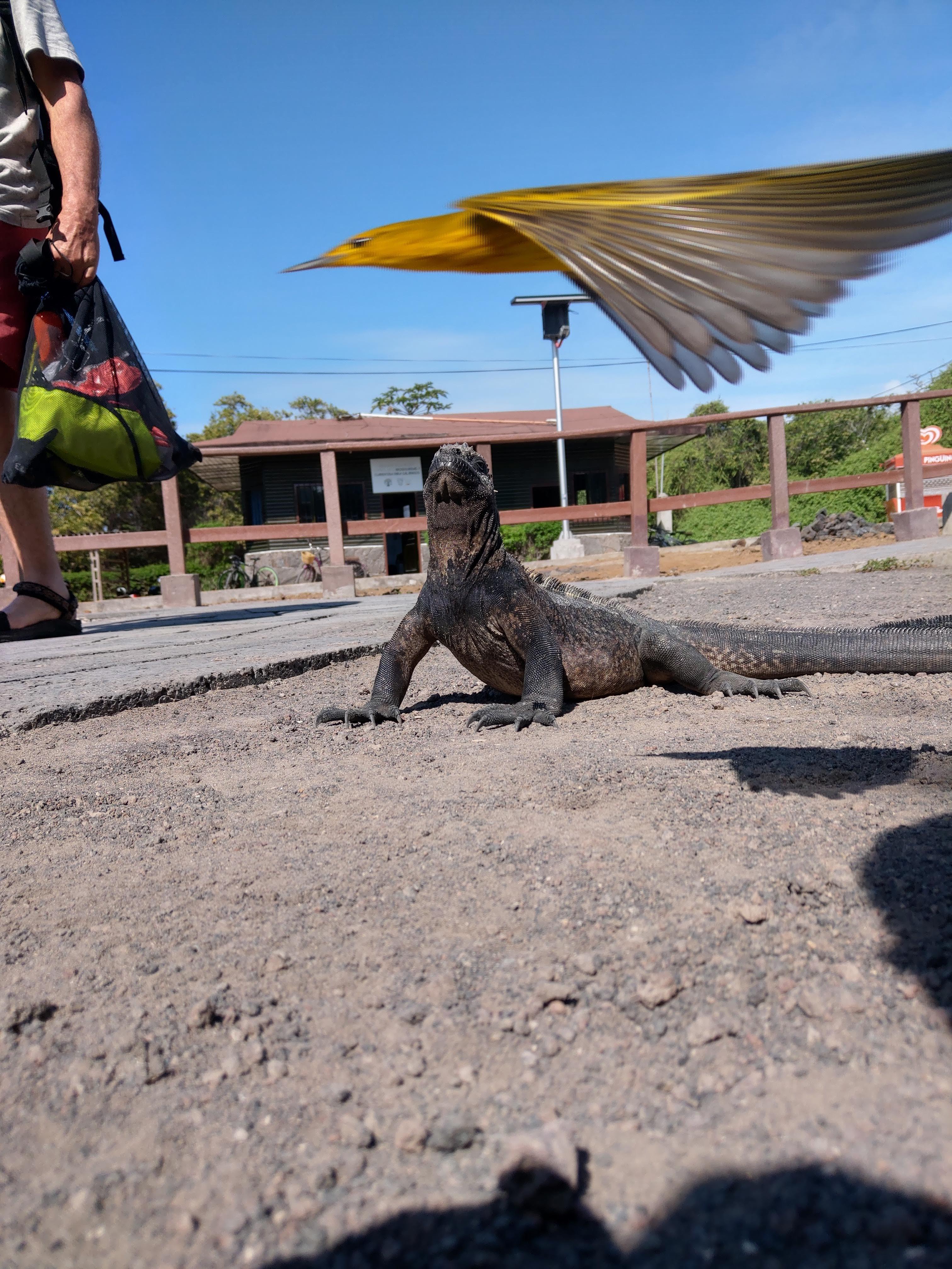 A yellow warbler photo bombed an iguana | Scrolller