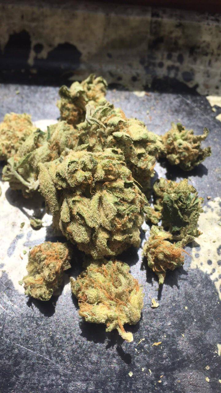 About to touch the sky 🌤🌴🍁😙💨 (Super Lemon Haze) | Scrolller