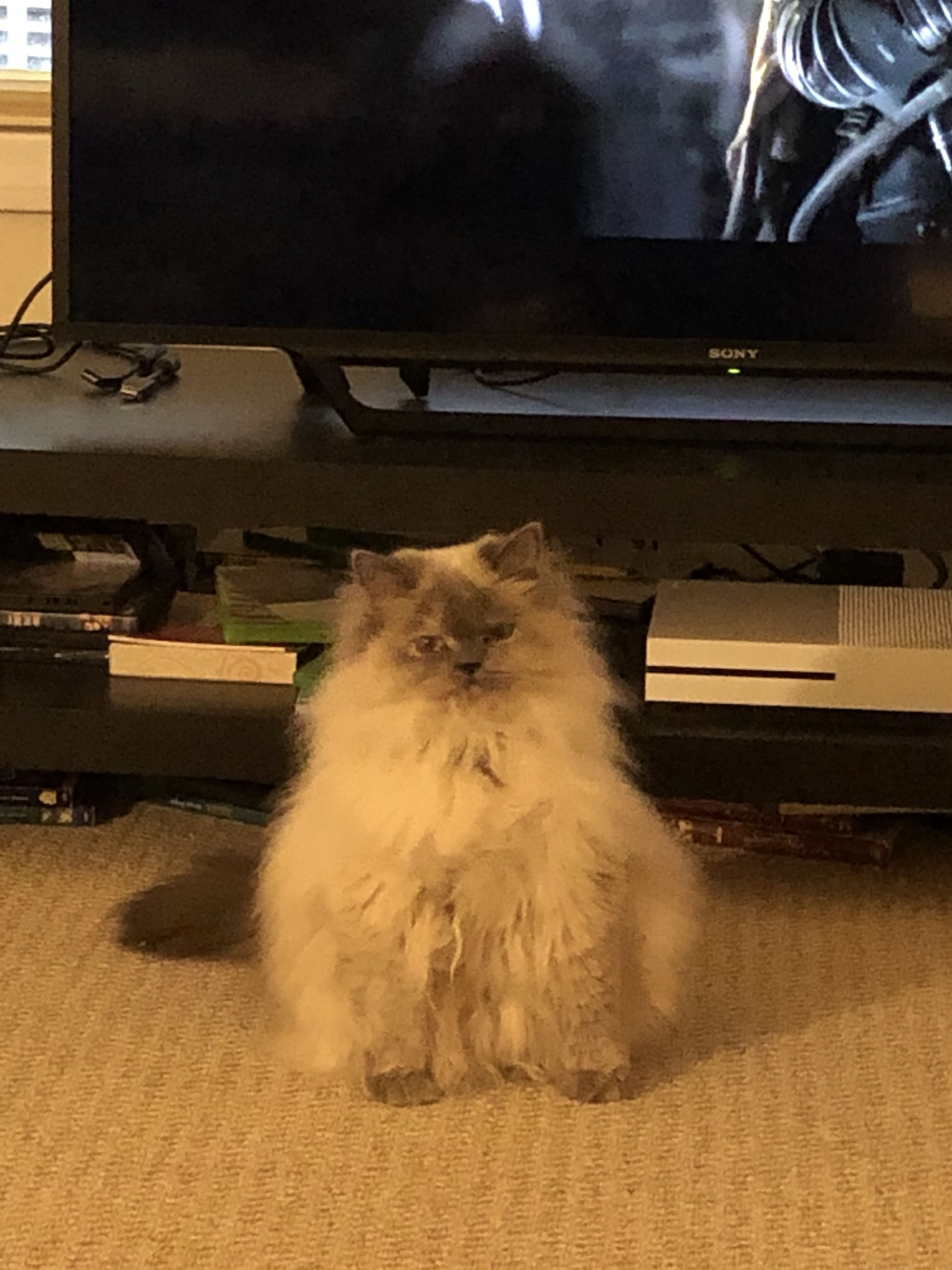 Absolute fluff unit | Scrolller