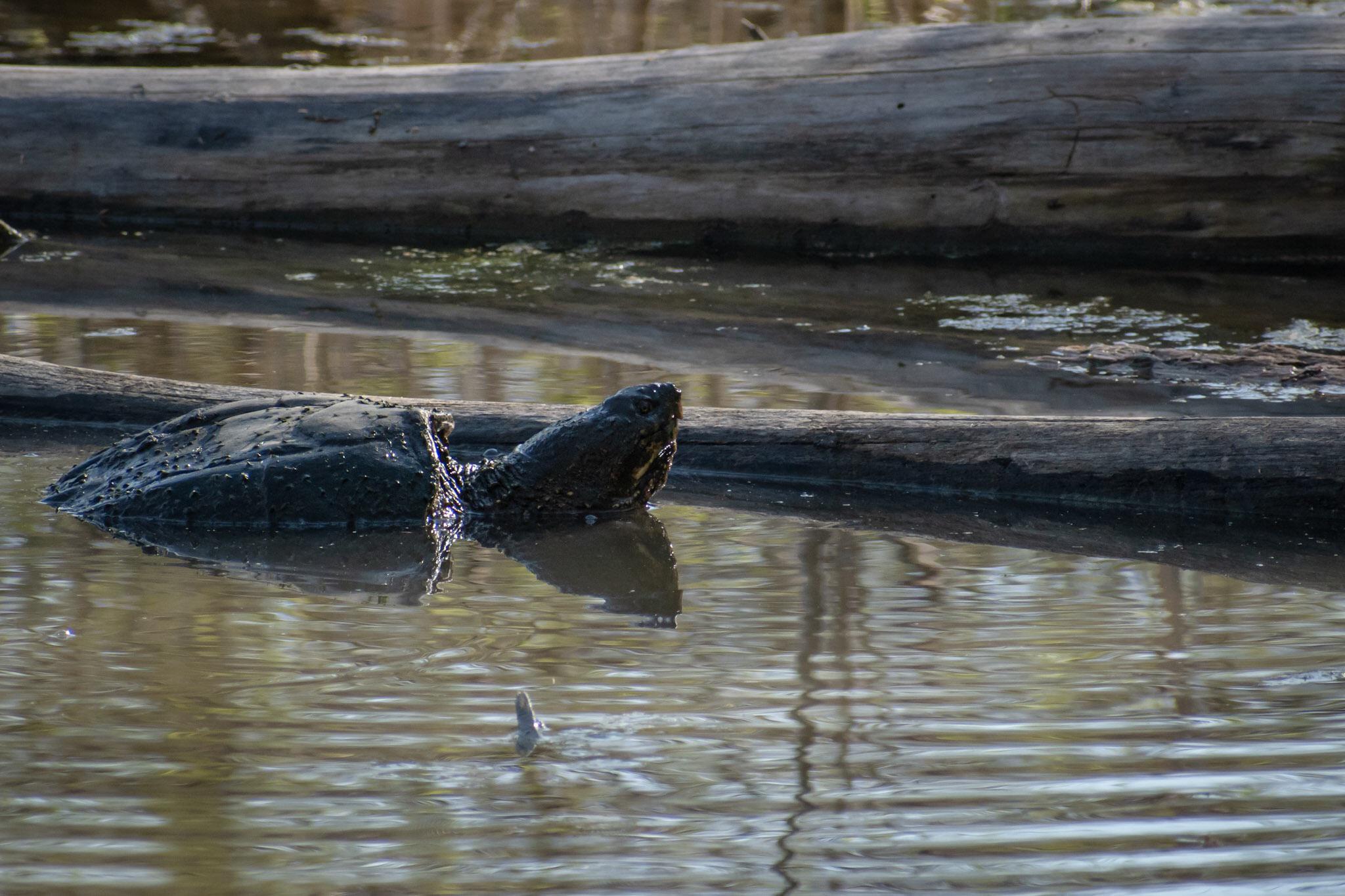 Absolute tank of a snapping turtle | Scrolller