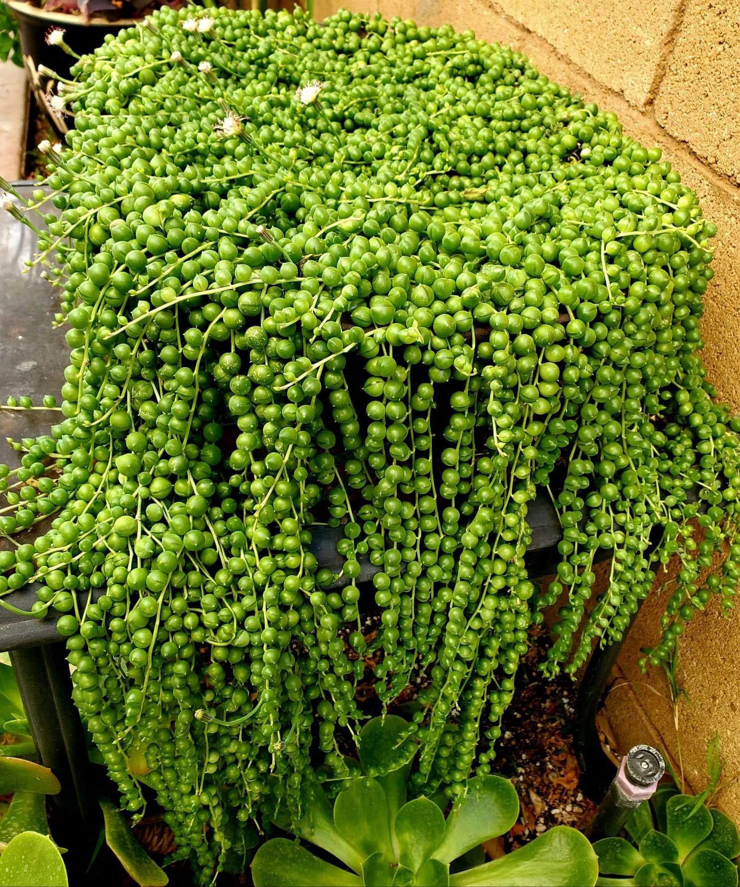 Absolute unit! | Scrolller