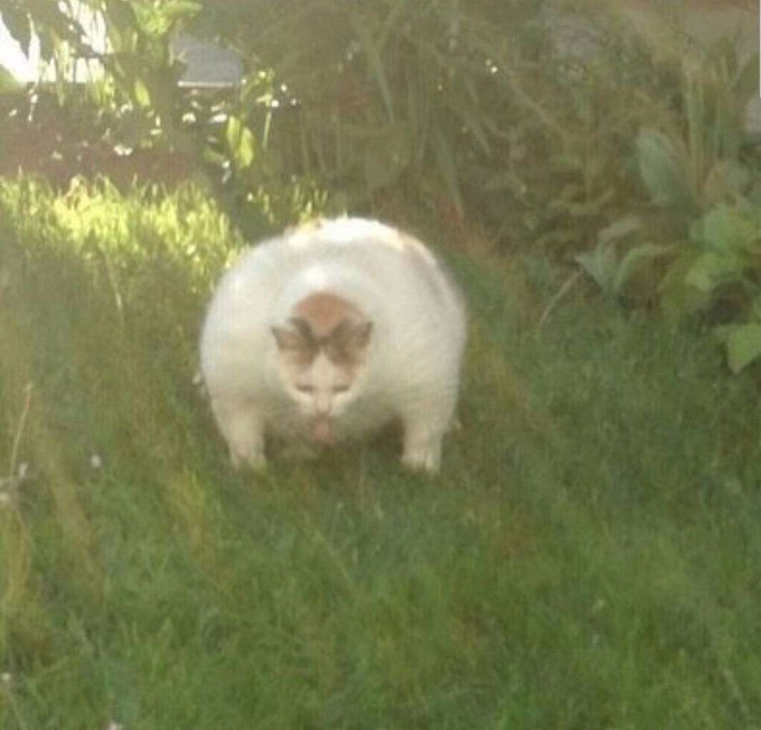 Absolute Unit | Scrolller