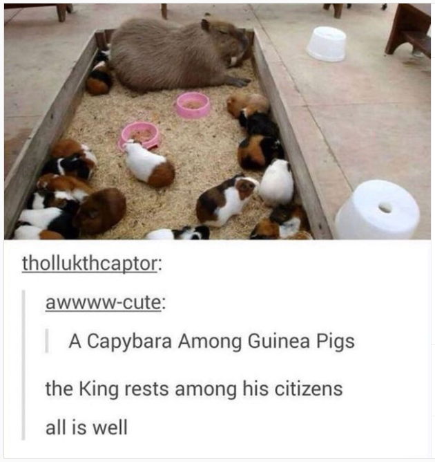 Absolute UNIT | Scrolller