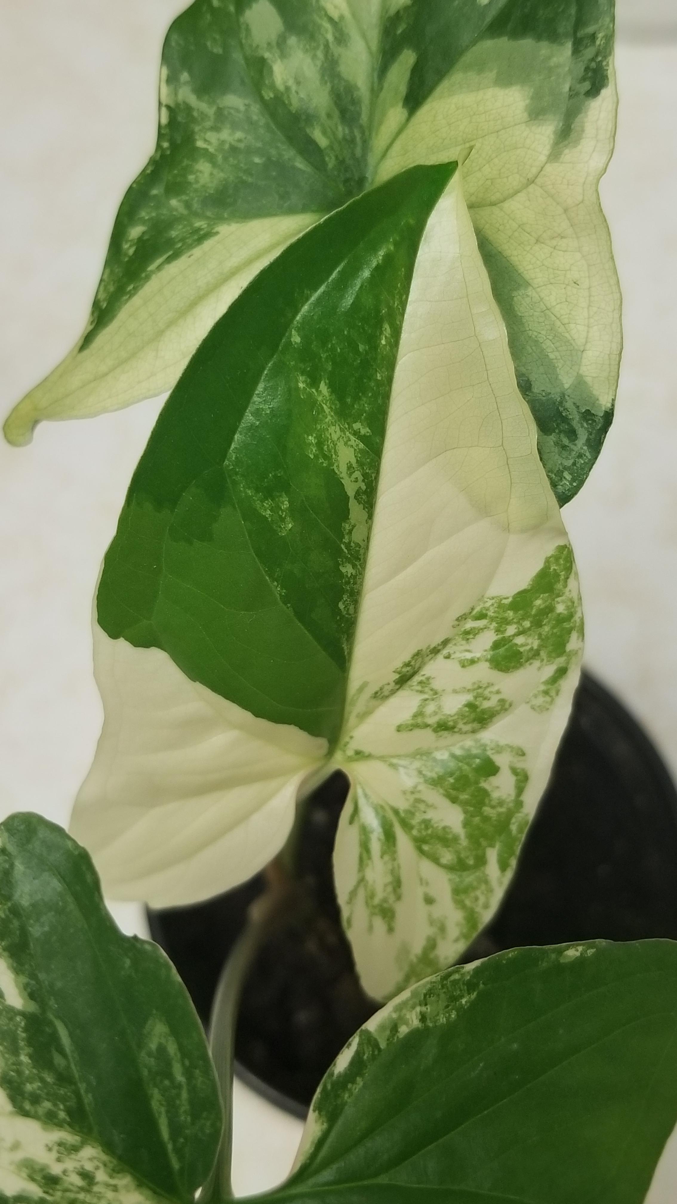 Absolutely in love with this new leaf! | Scrolller