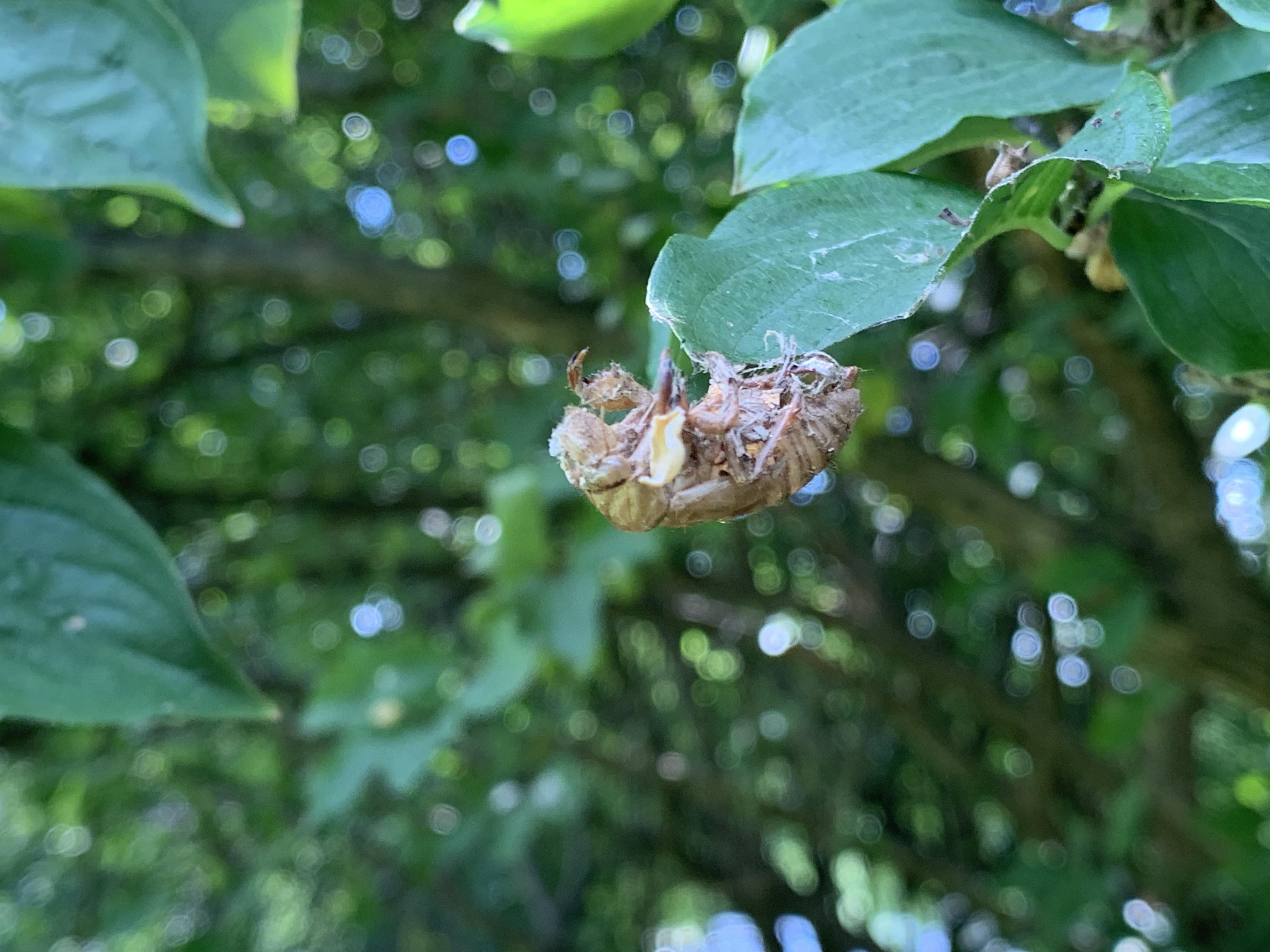 according to all known laws of aviation | Scrolller