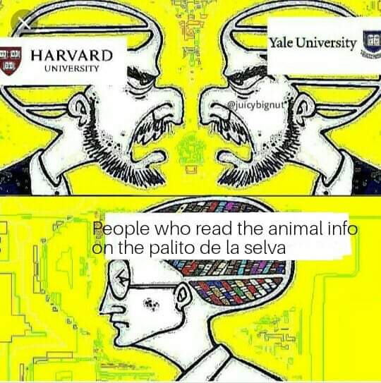 Accurate AF | Scrolller