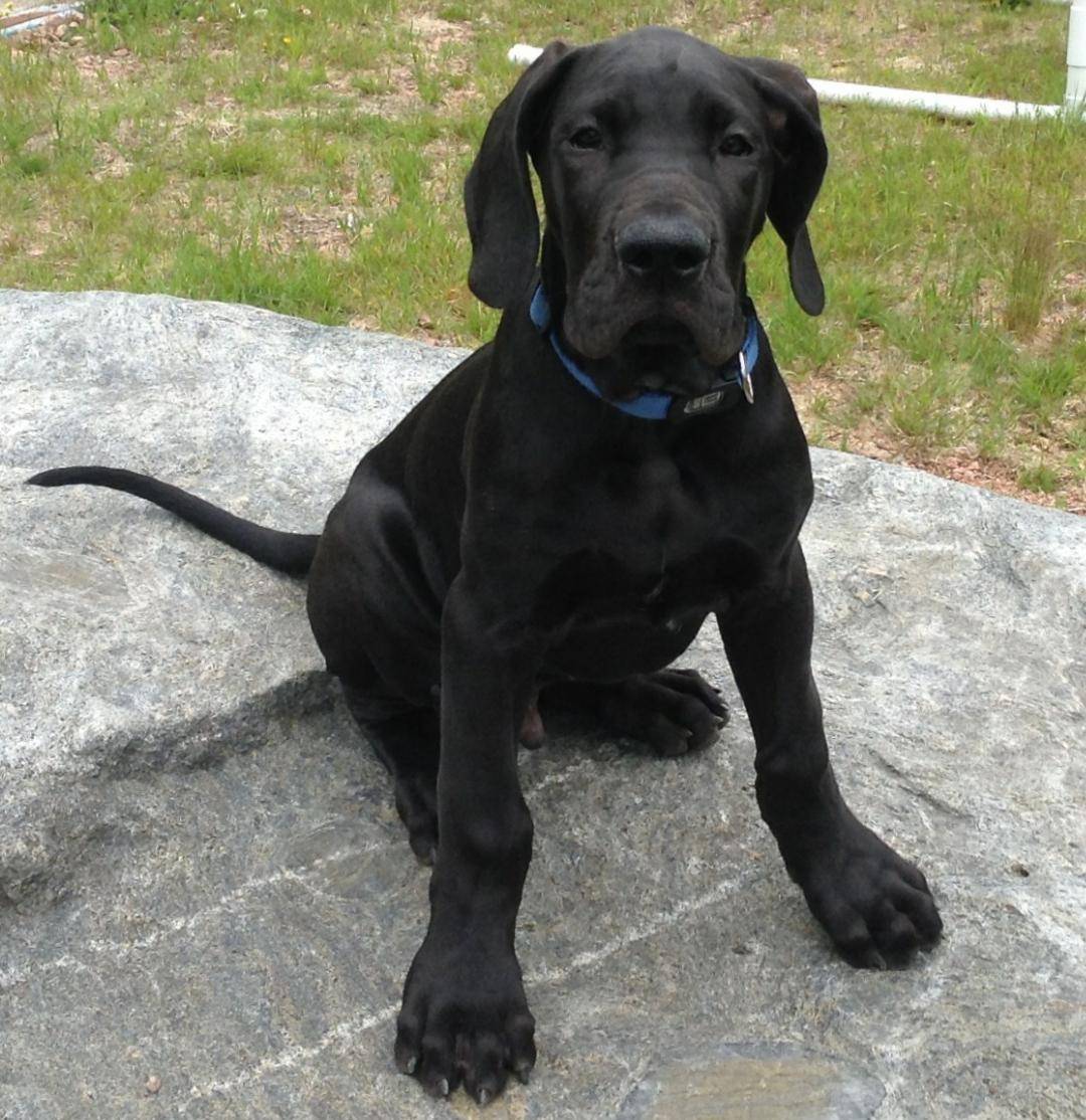 Ace sitting quietly.......a rare moment ! | Scrolller