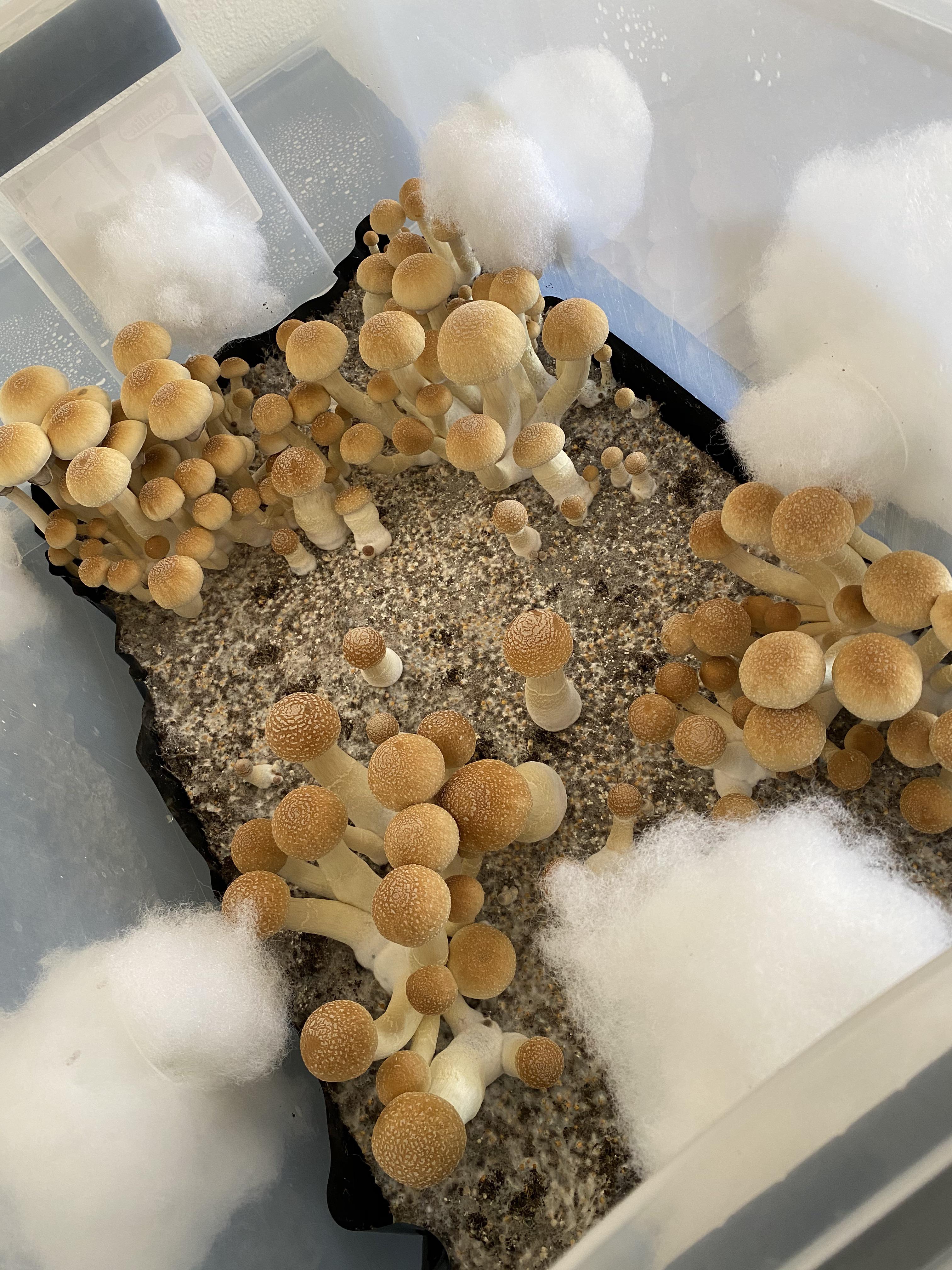 [Actives] 2nd flush of Panama looking amazing!! 😇 | Scrolller