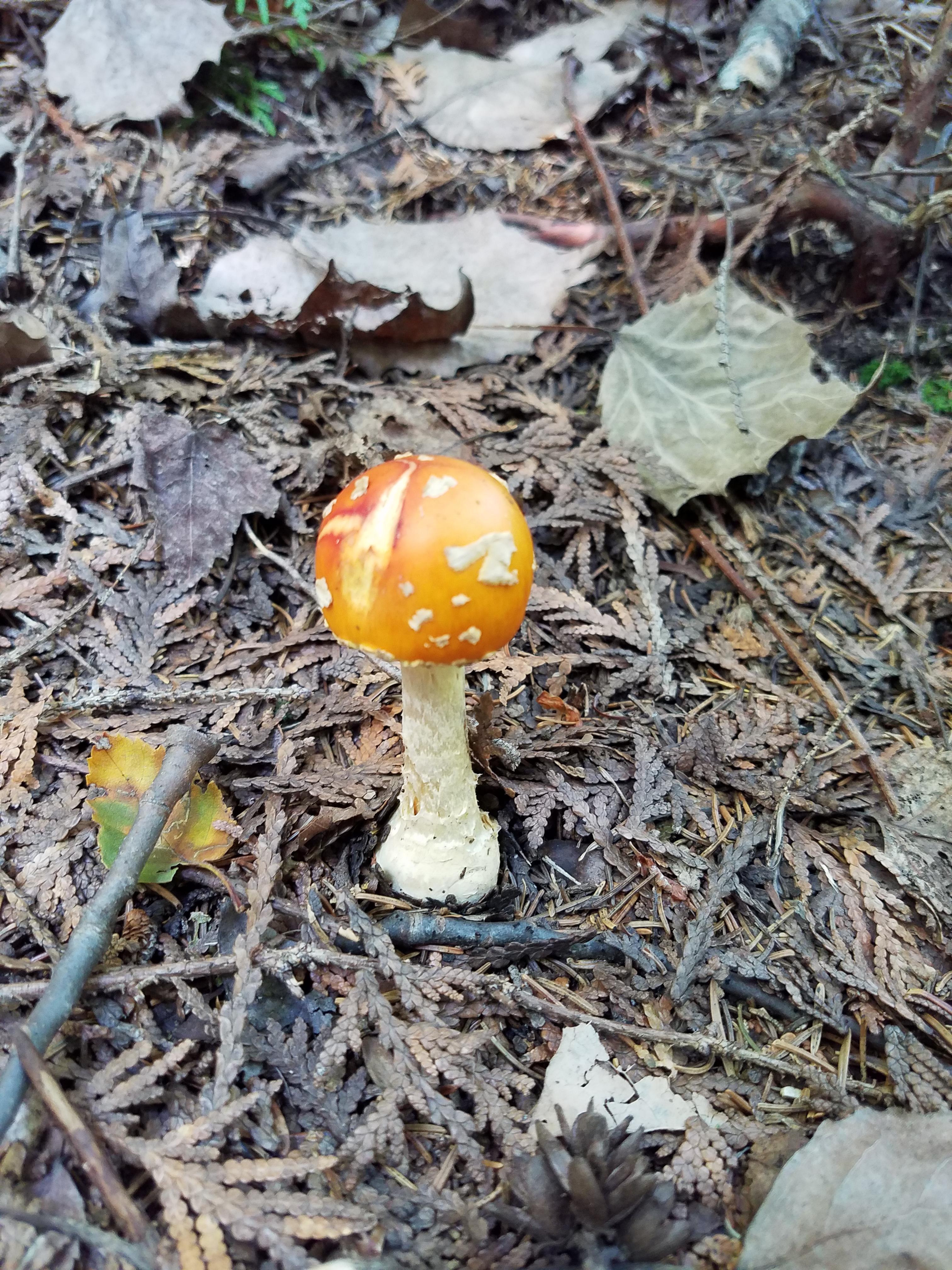 Adirondack forest | Scrolller