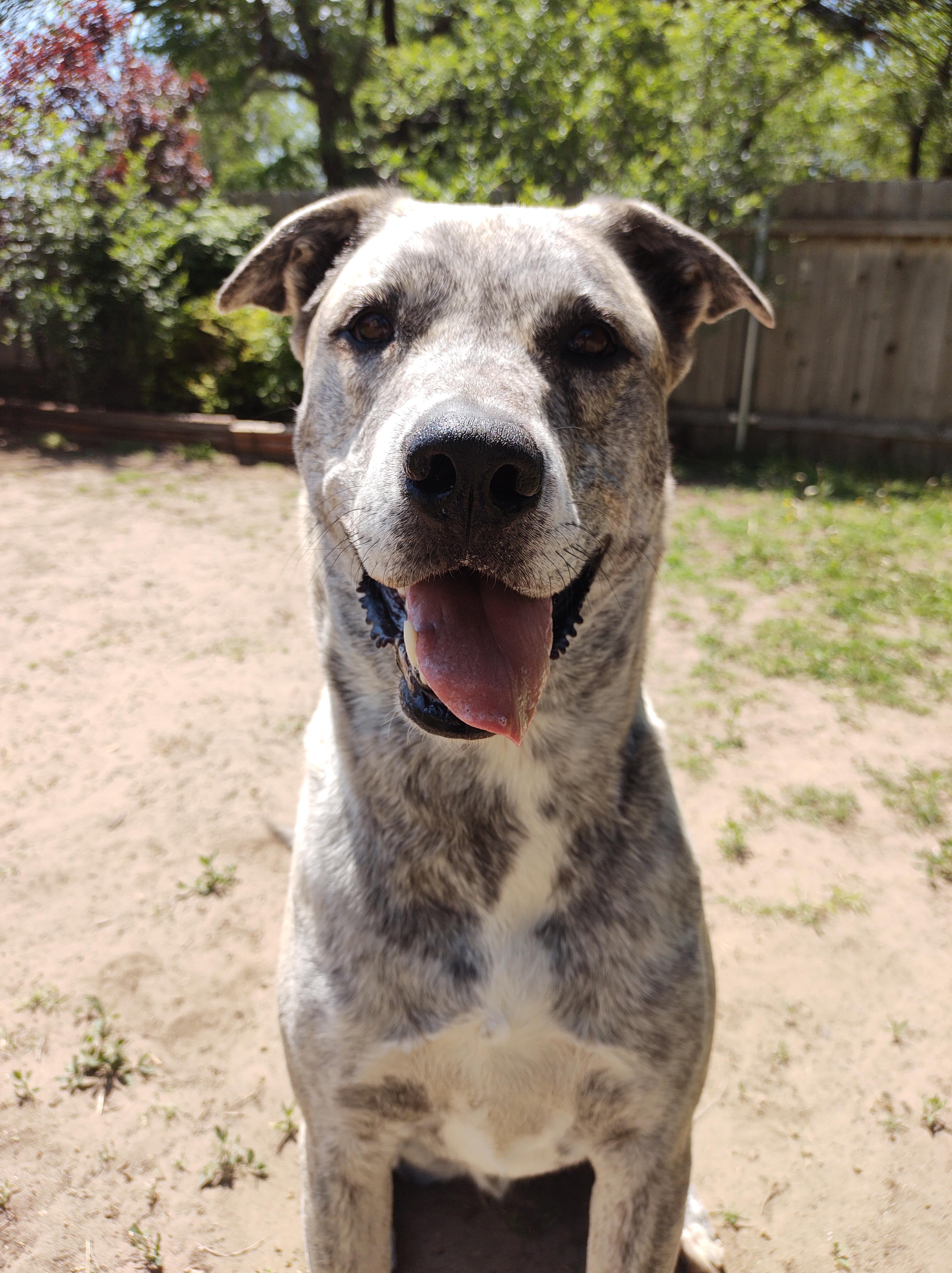 Adopted this handsome boy two years ago today!! Happy Gotcha Day, Calvin! 🥰 | Scrolller