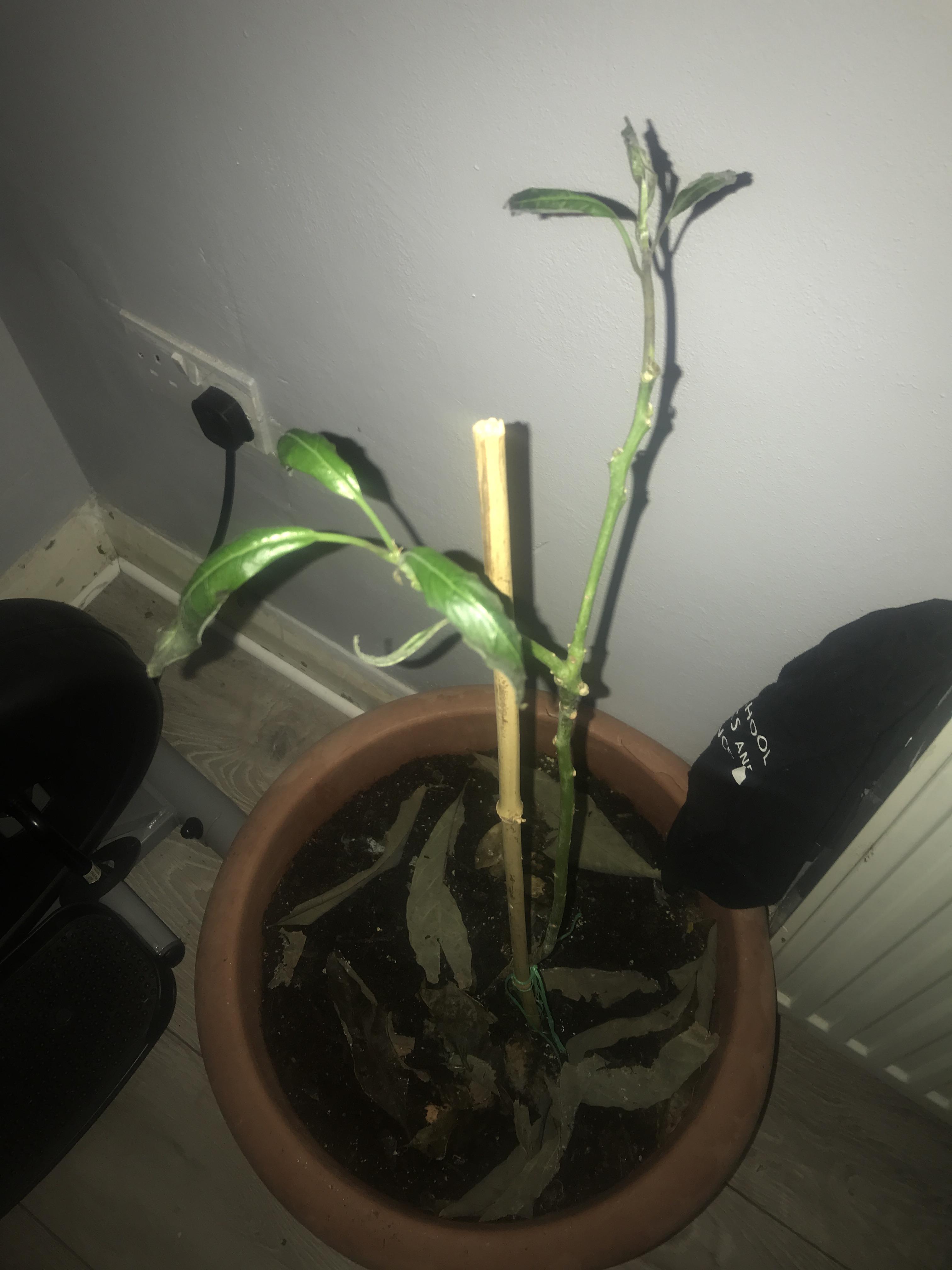 Advice ёяшв Scrolller