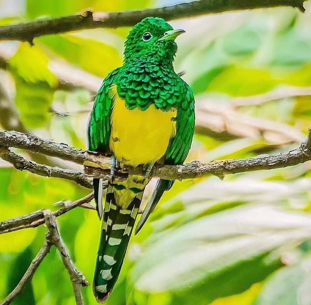 🔥 African Emerald Cuckoo. Photographer: Pius Notter. | Scrolller